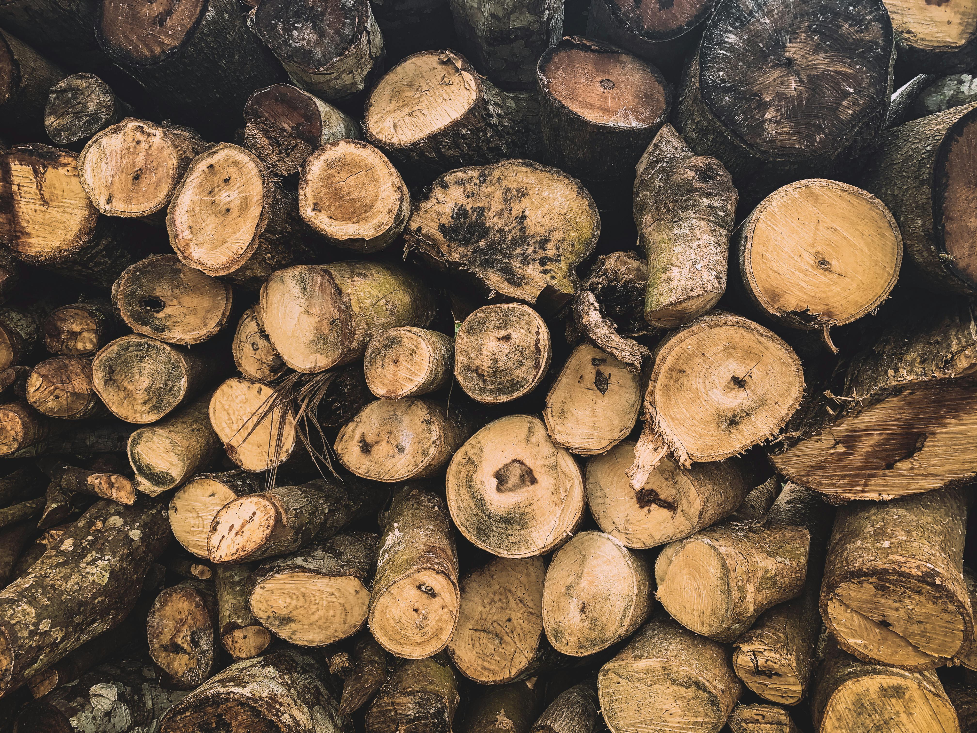 Wooden logs prepared for production of lumber · Free Stock Photo