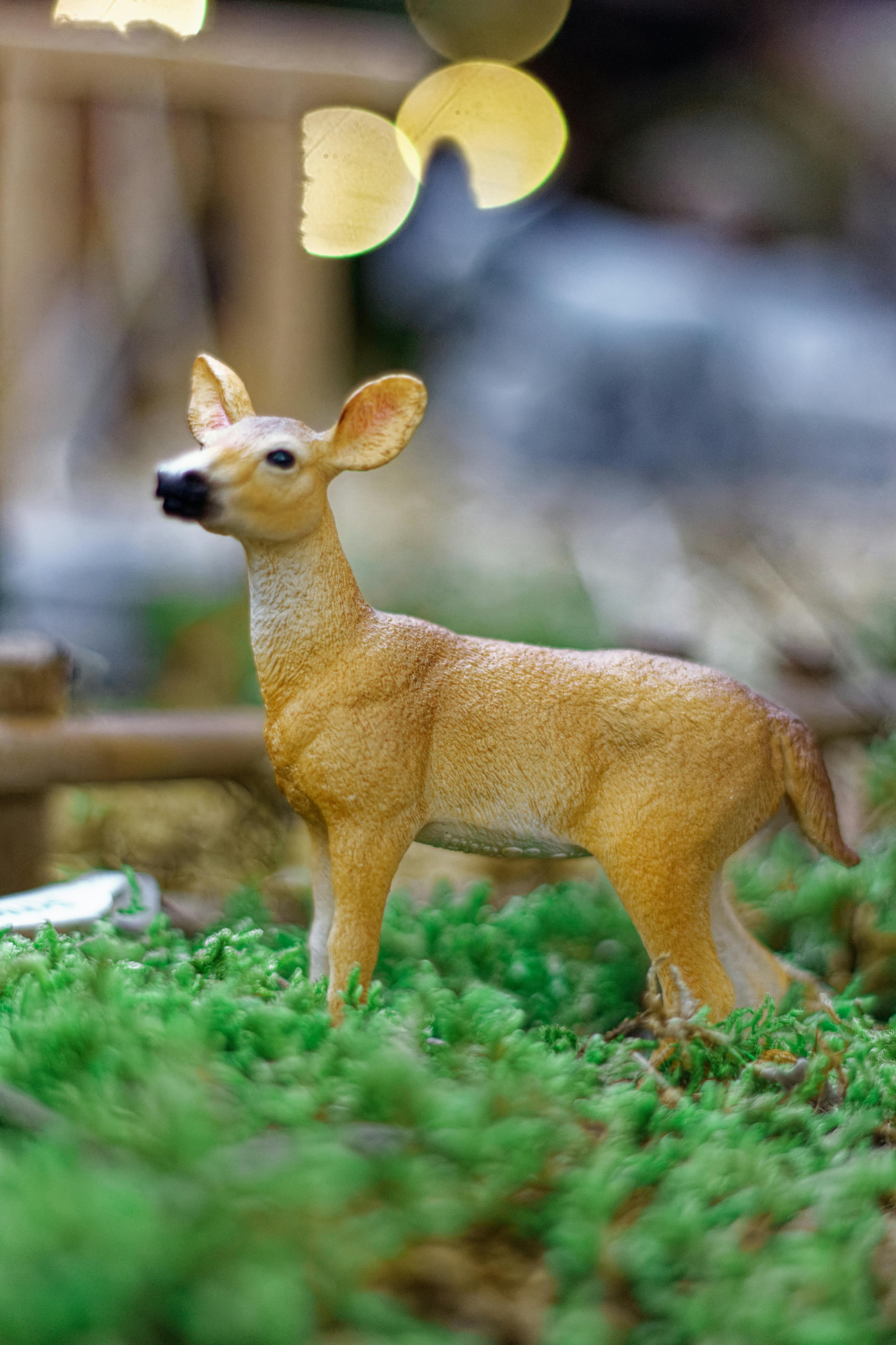 Faune สี Photos, Download The BEST Free Faune สี Stock Photos & HD Images