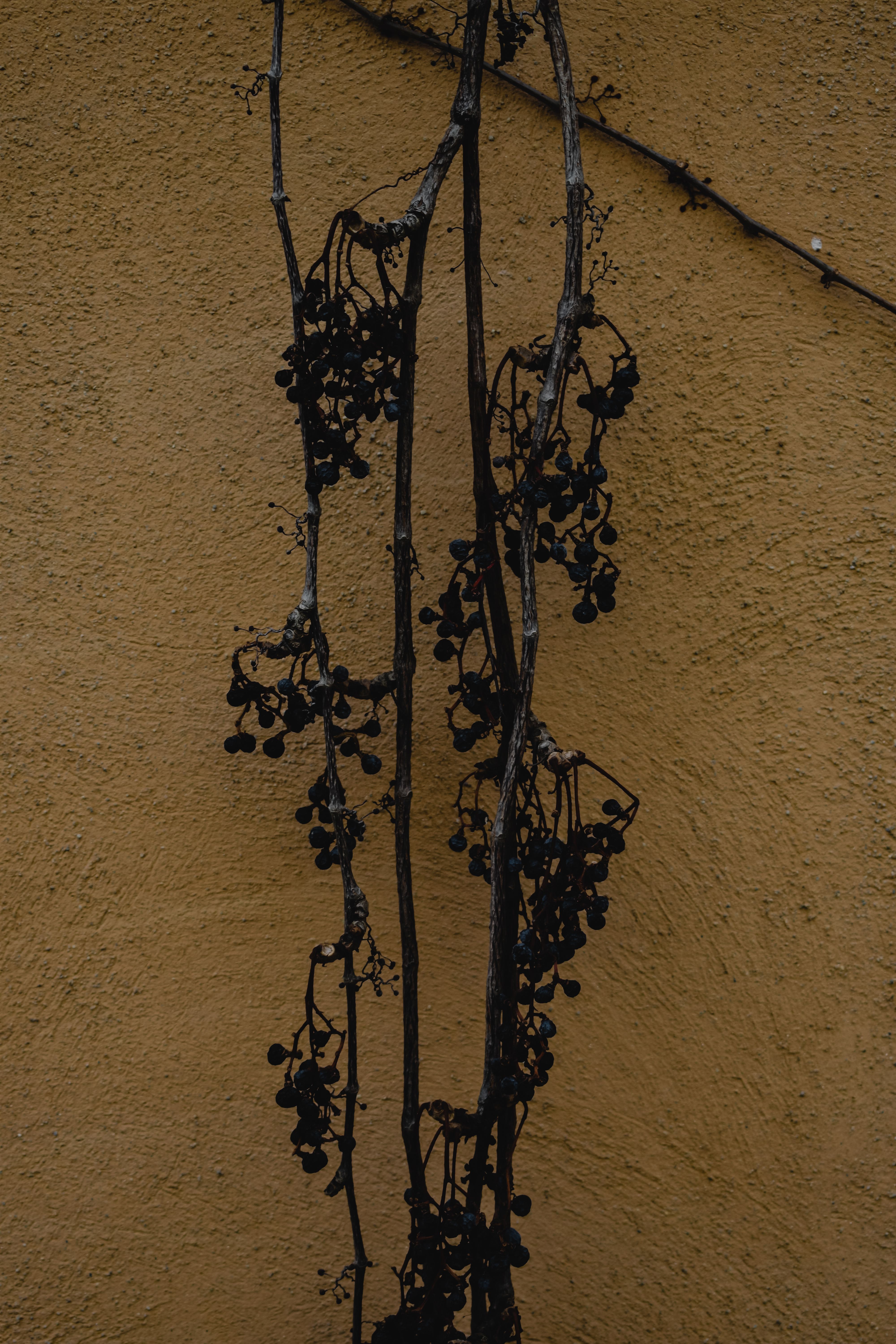 Vine Detail Photos, Download The BEST Free Vine Detail Stock Photos ...
