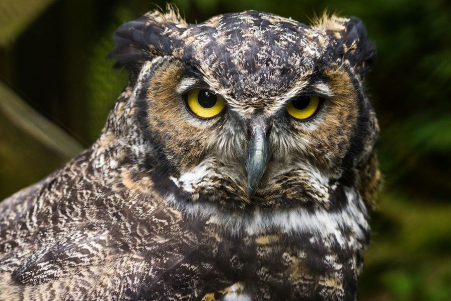 Philippine Eagle Owl: Facts, Habitat, and Conservation Tips