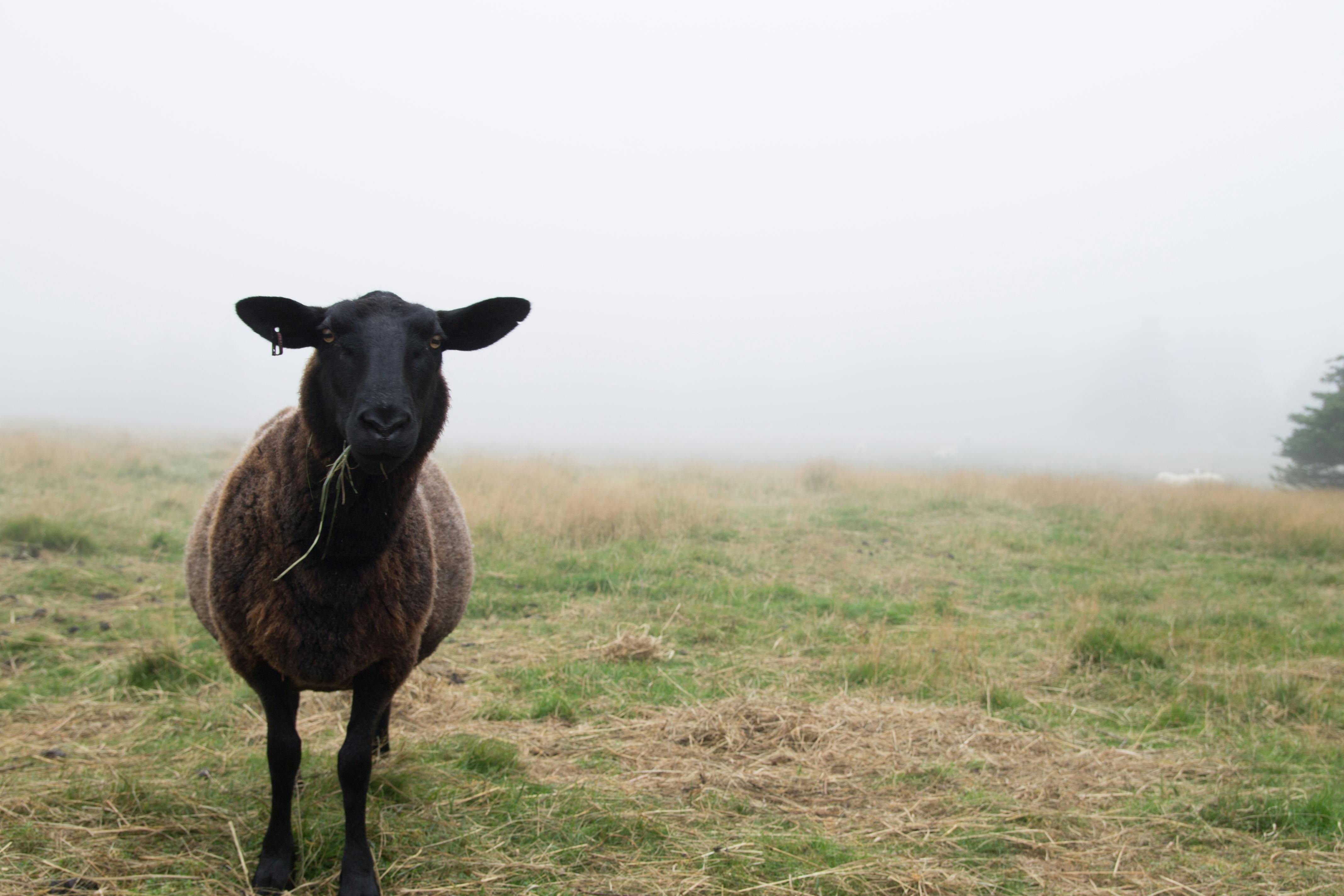 Photo of Sheep on Field · Free Stock Photo