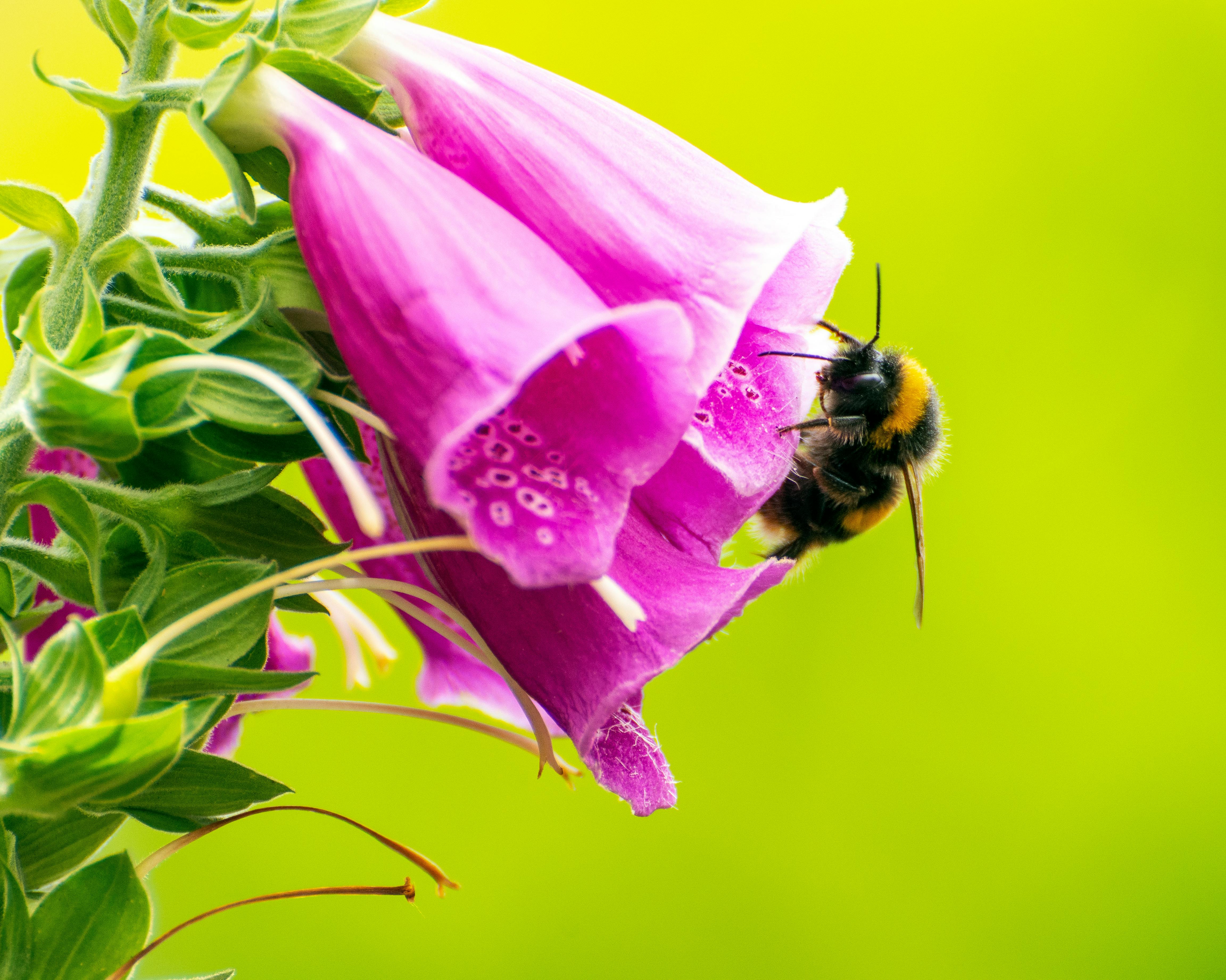 Unicolor Background Photos, Download The BEST Free Unicolor Background ...