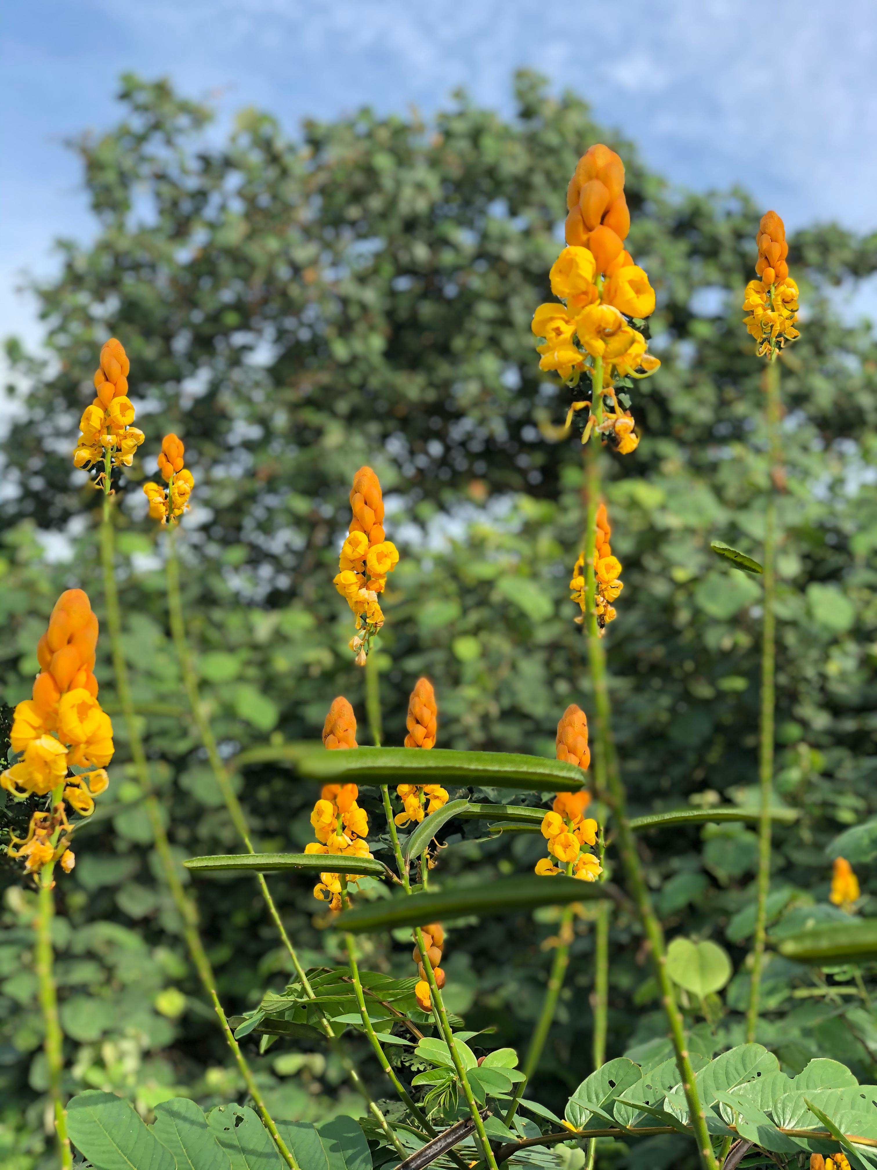 Flowers 8 Photos & Videos Collected by Caspian King