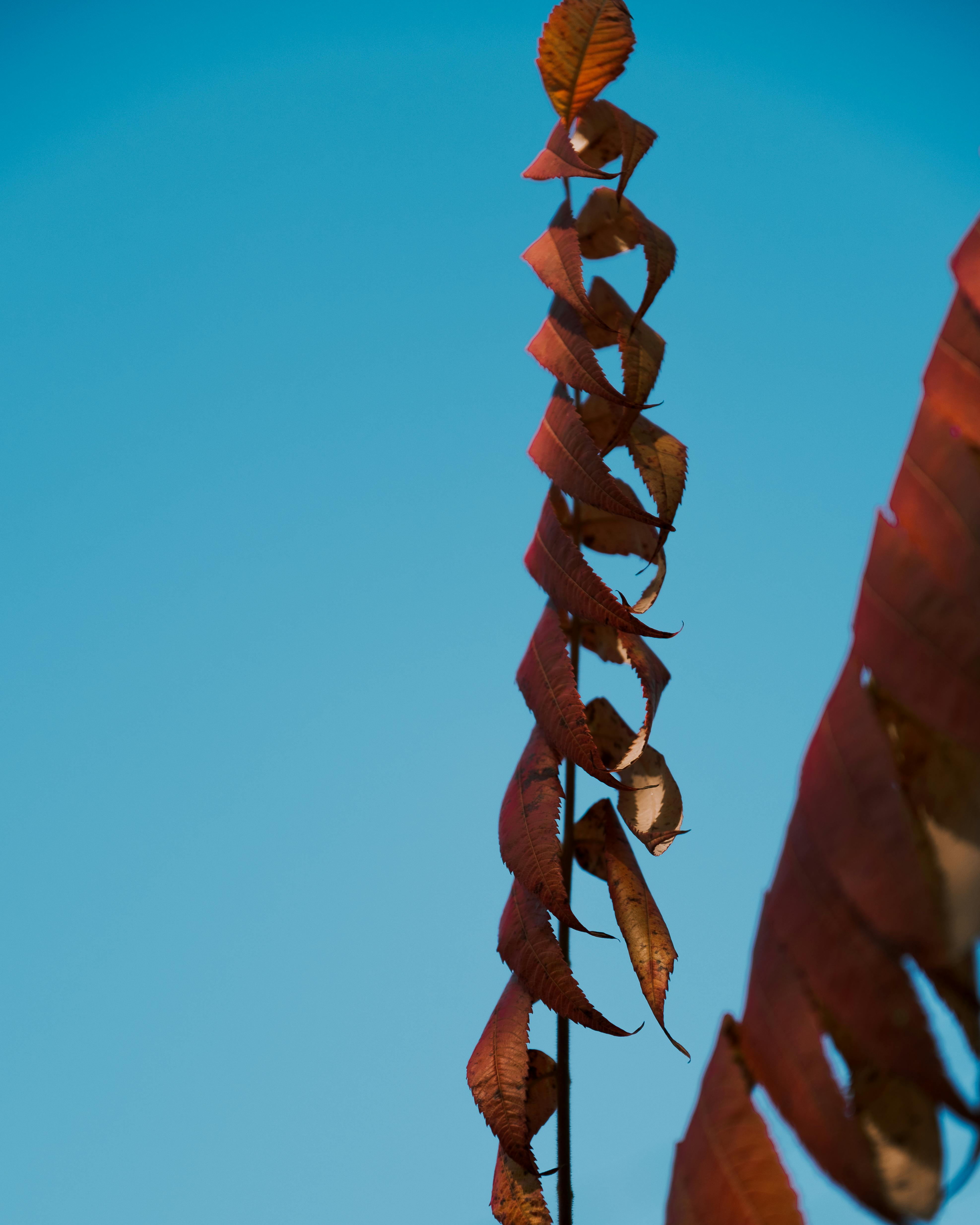Dry curved tree twigs under cloudy sky in evening · Free Stock Photo