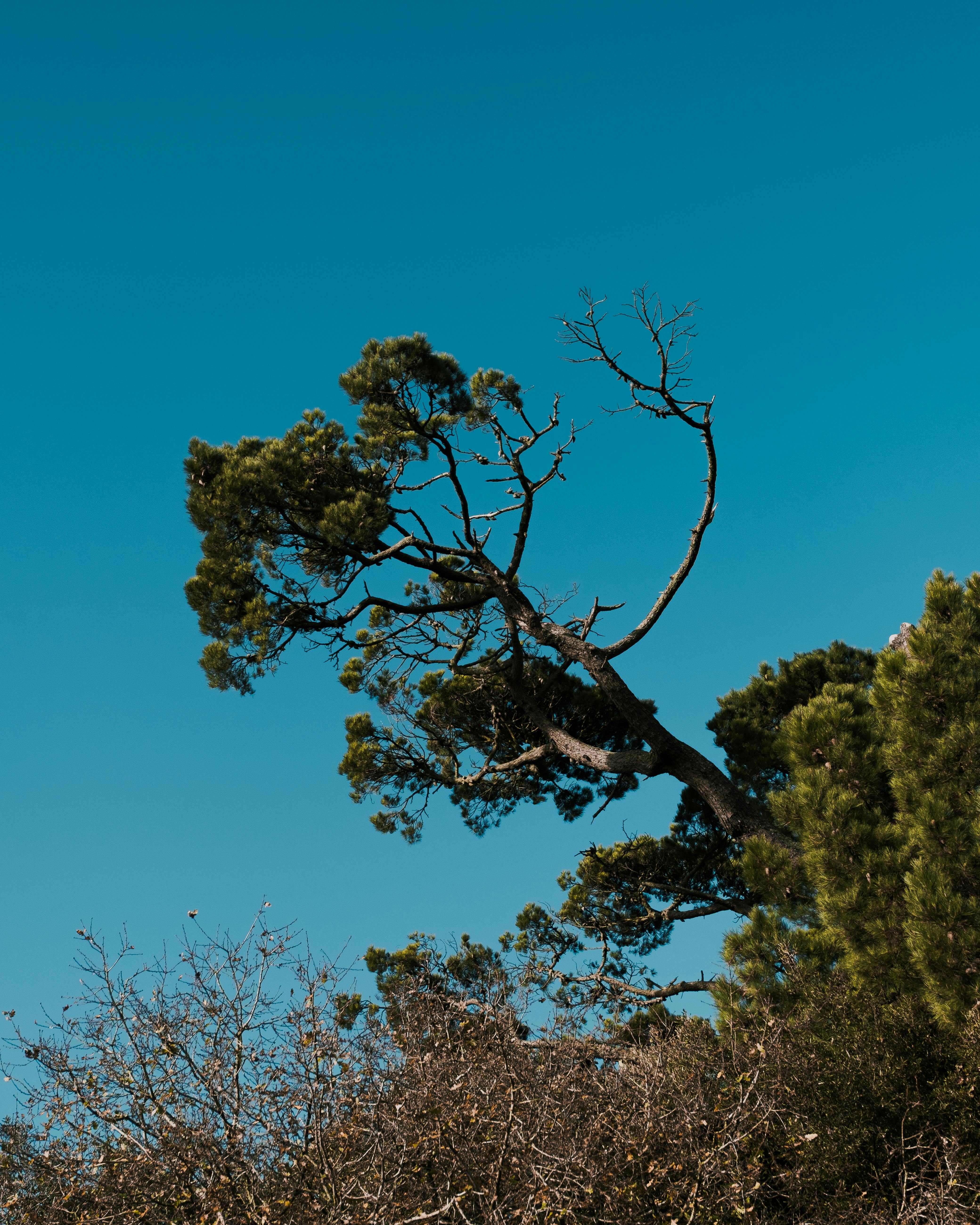 Curved tree growing under blue sky in countryside · Free Stock Photo
