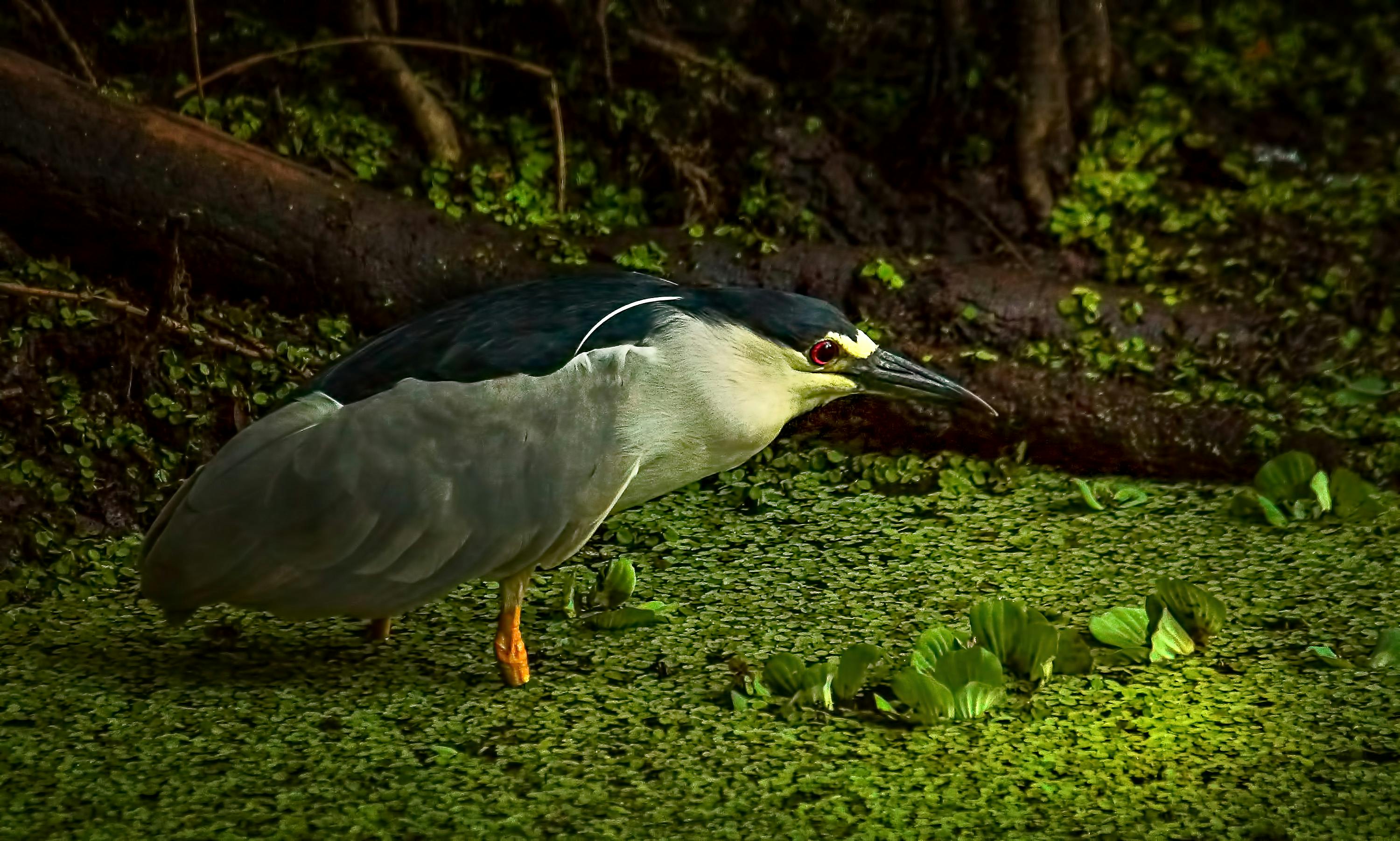 White Bird on Brown Wooden Log · Free Stock Photo
