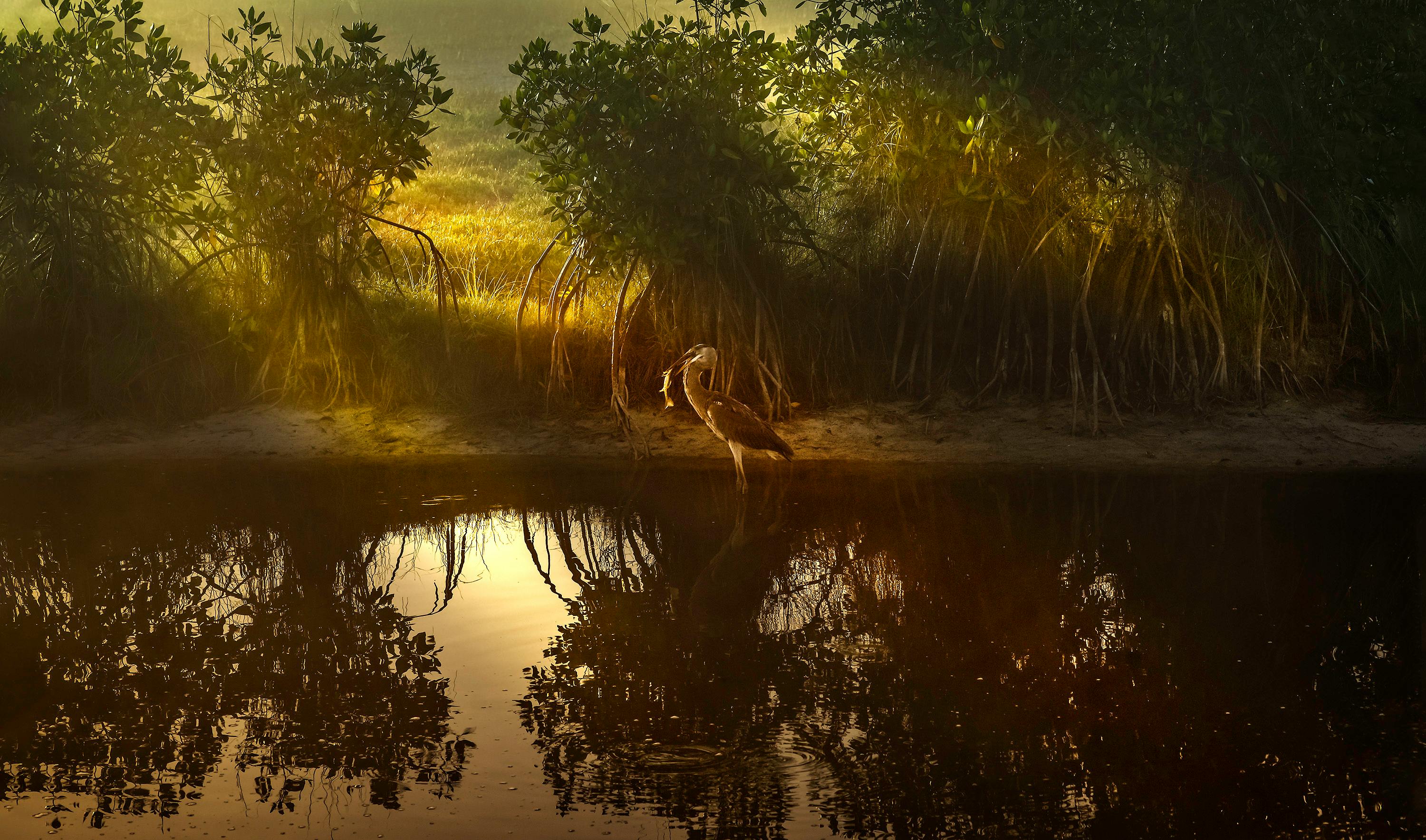 Mangroves Photos, Download The BEST Free Mangroves Stock Photos & HD Images