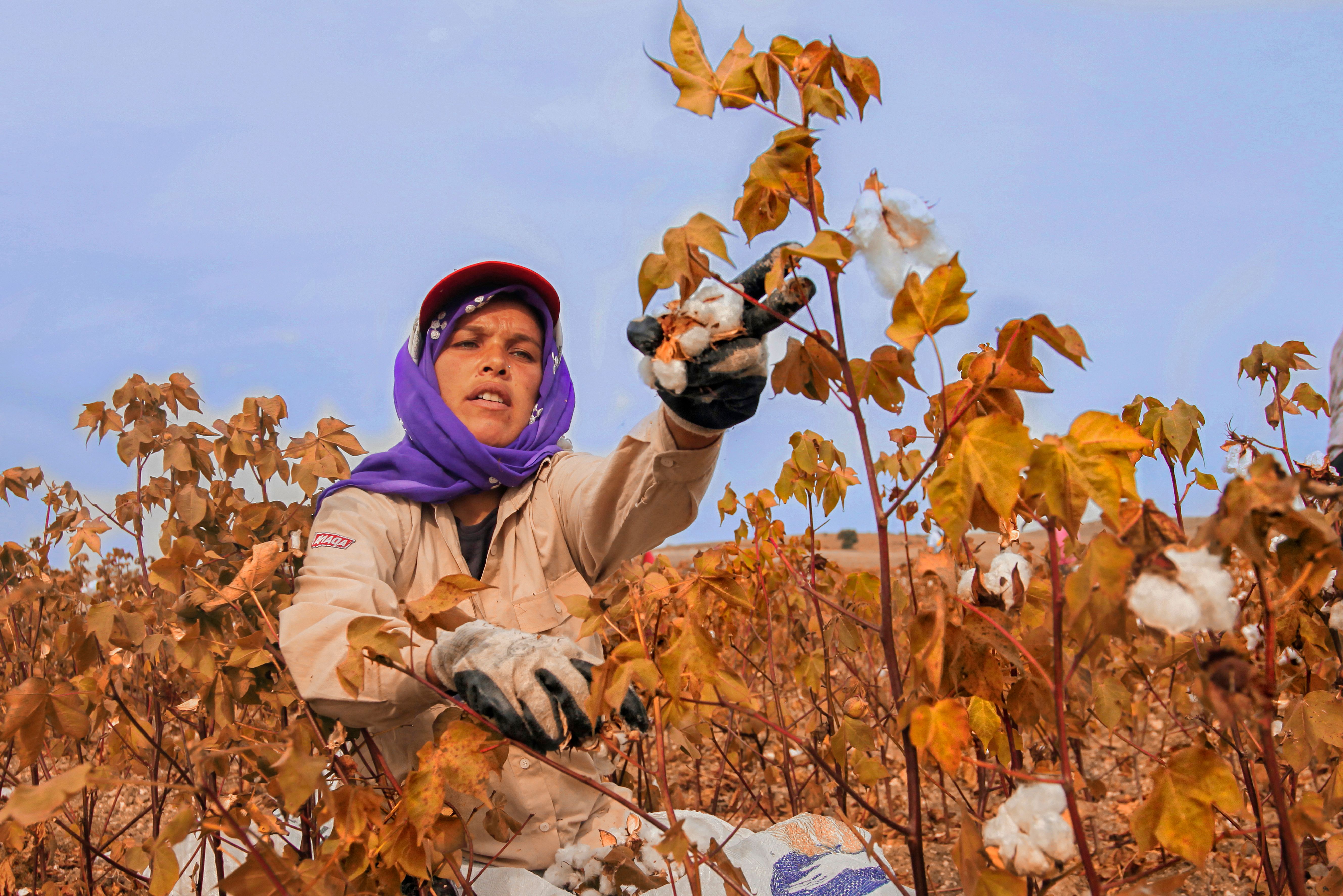 Cotton Field Photos, Download The BEST Free Cotton Field Stock Photos ...