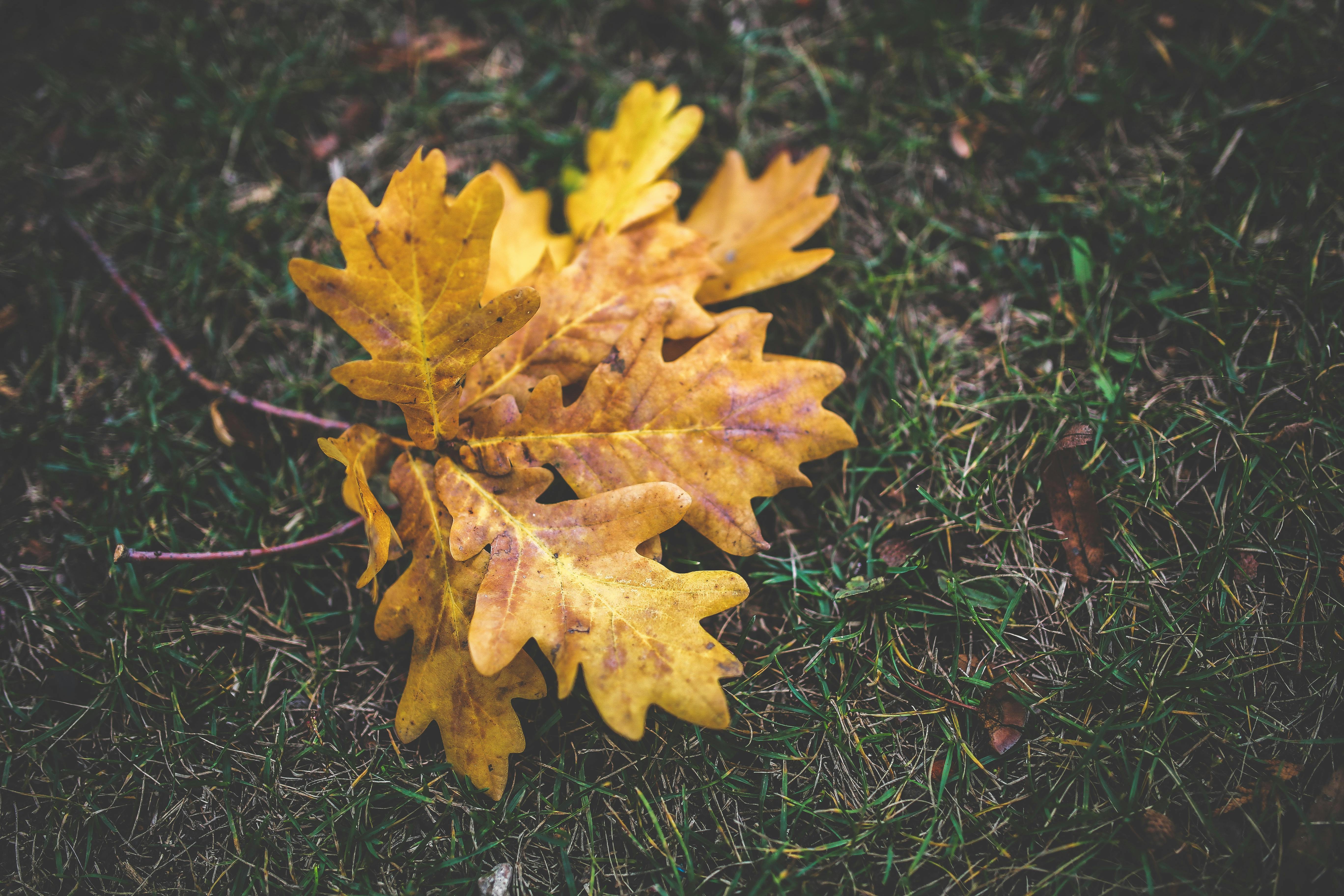 Autumn leaves of an oak · Free Stock Photo