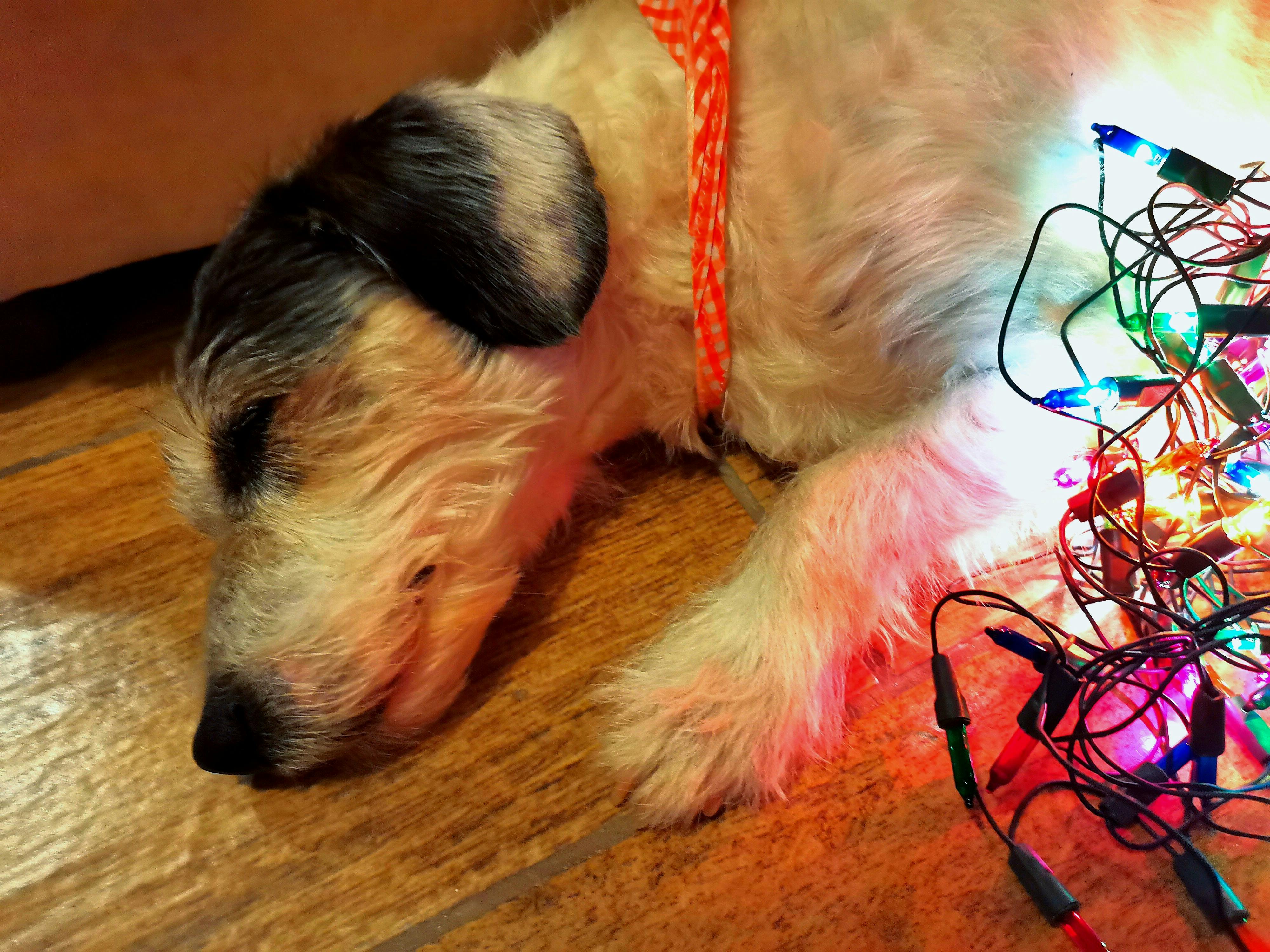 Steven, un perro hermoso 8 Photos & Videos Collected by Ersamaster 26