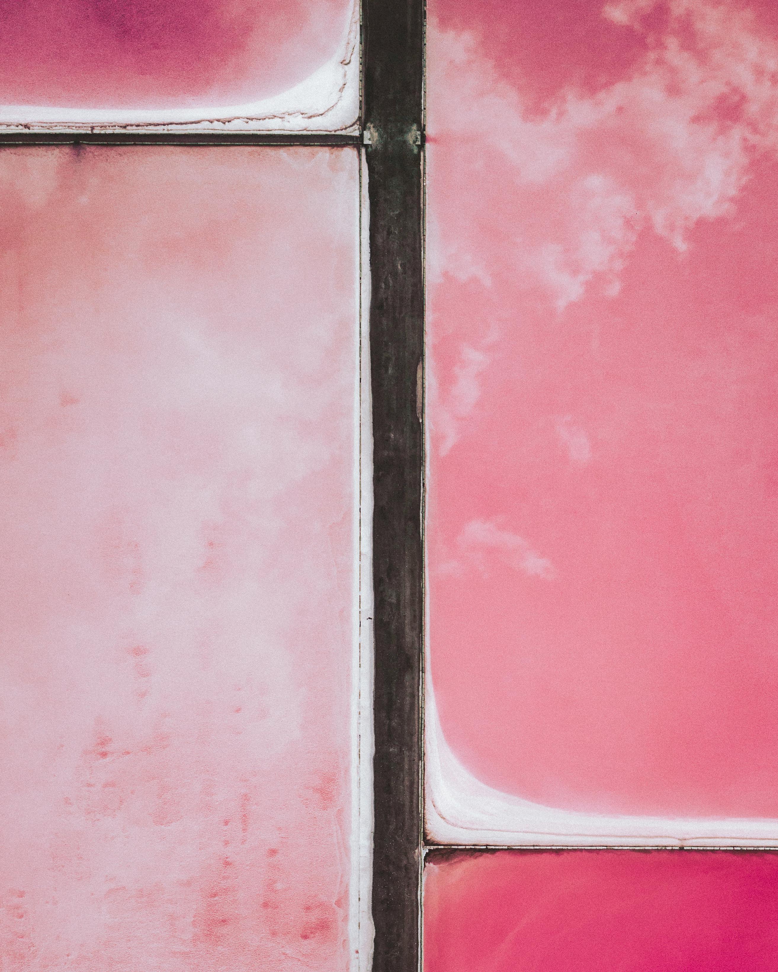 Foto de stock gratuita sobre muro, rosa, tiro vertical