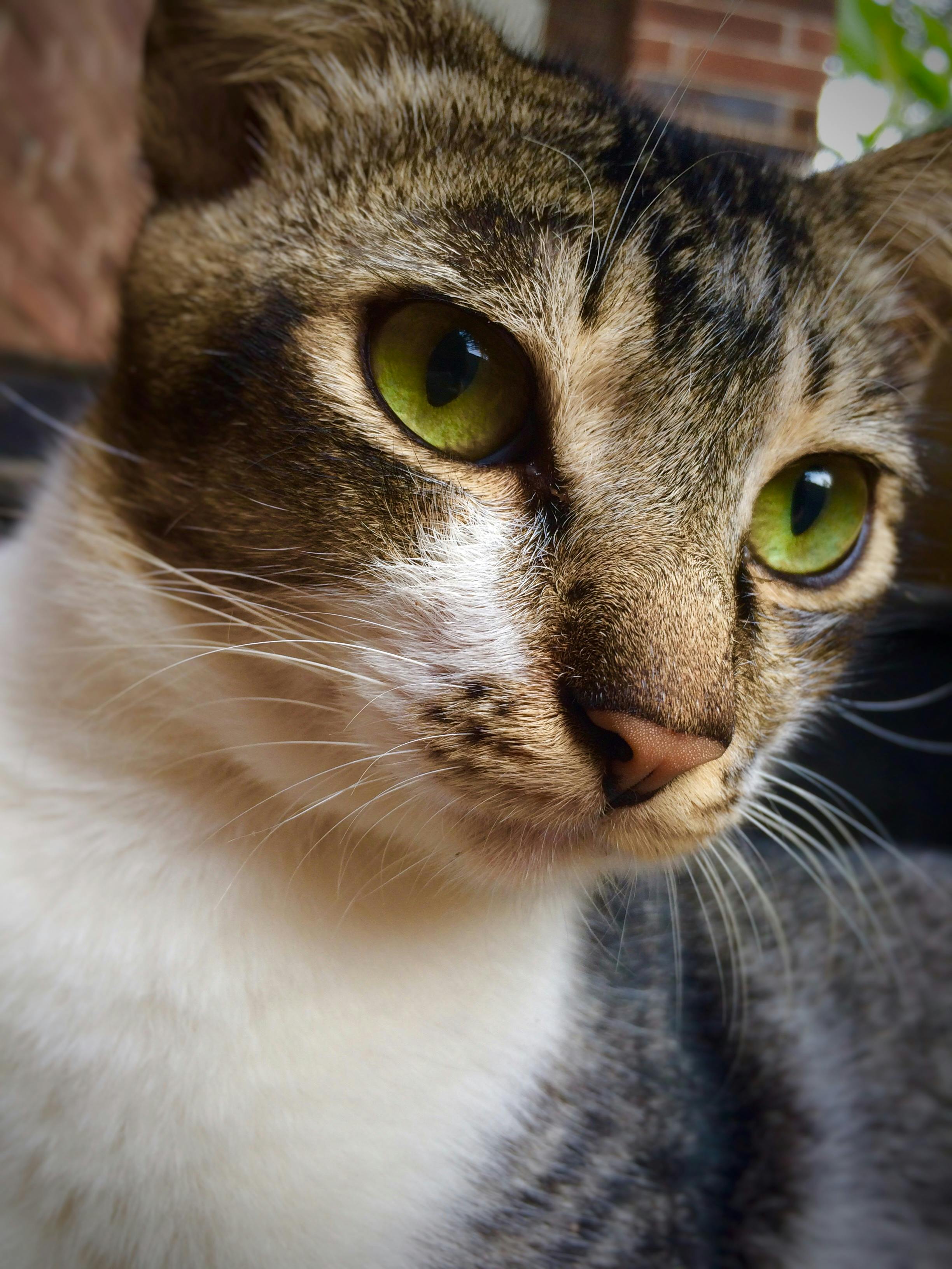 Free stock photo of cat face, close -up - Stock Image - Everypixel