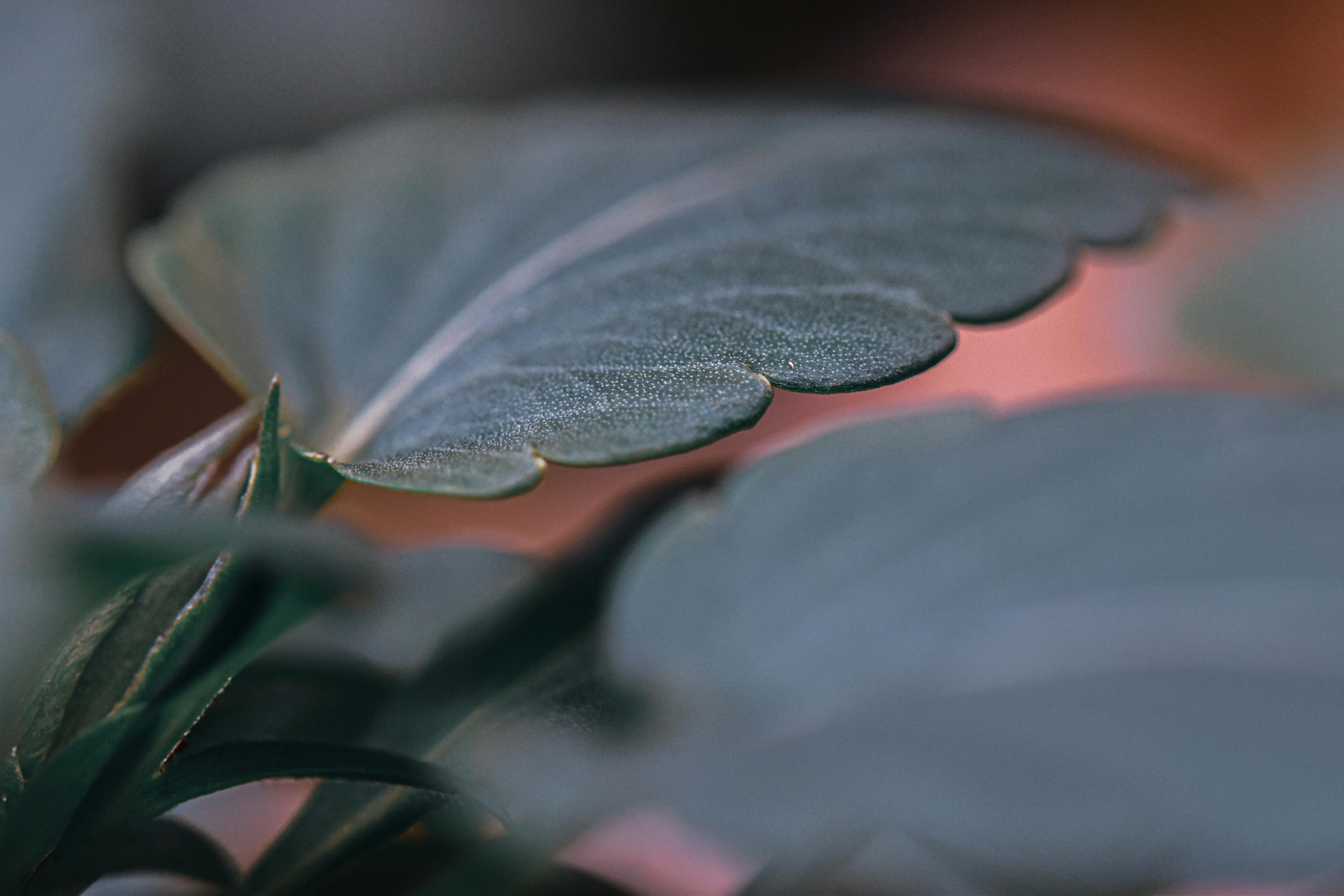 Green leaves of lush plant · Free Stock Photo