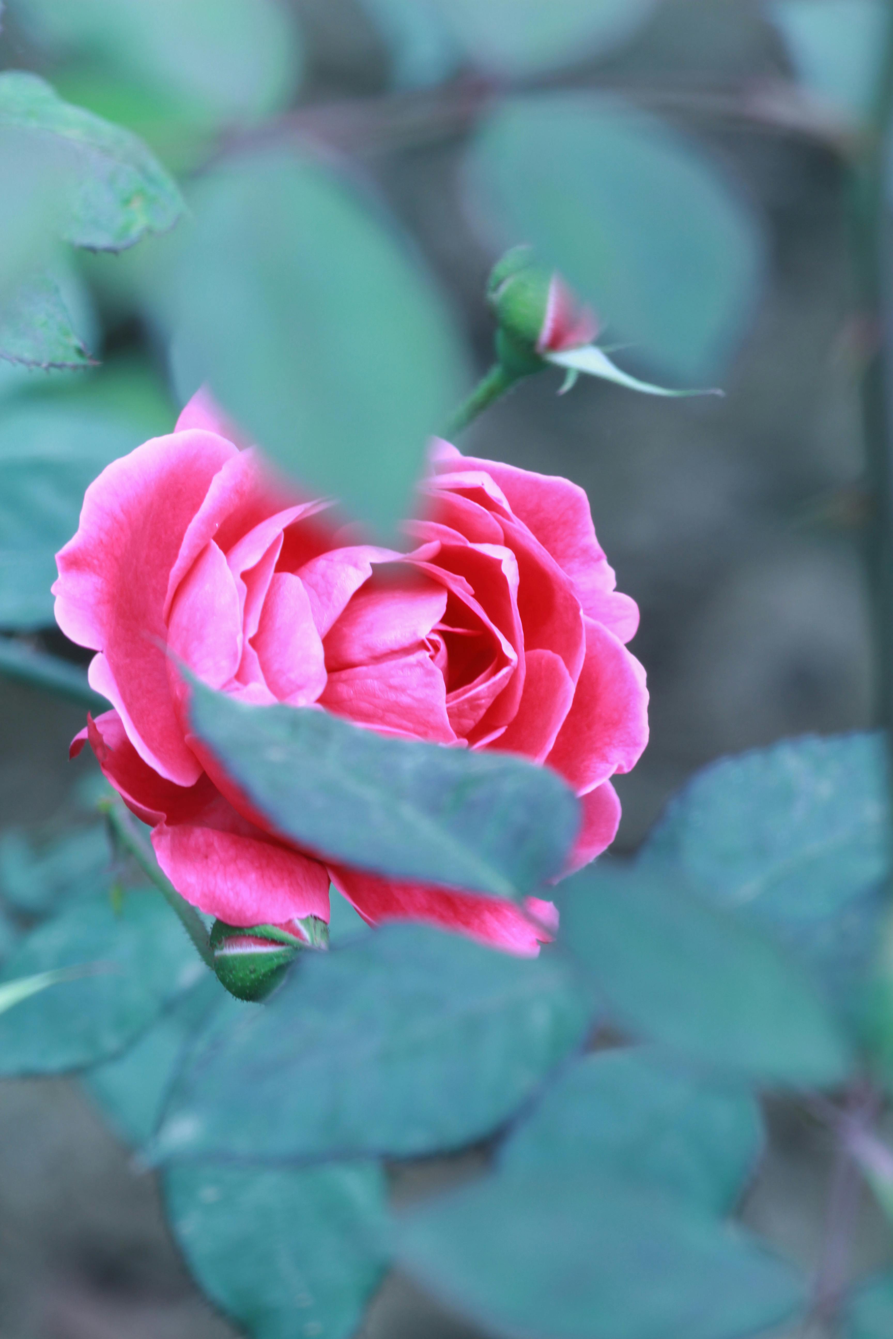 A Pink Rose with Green Leaves · Free Stock Photo