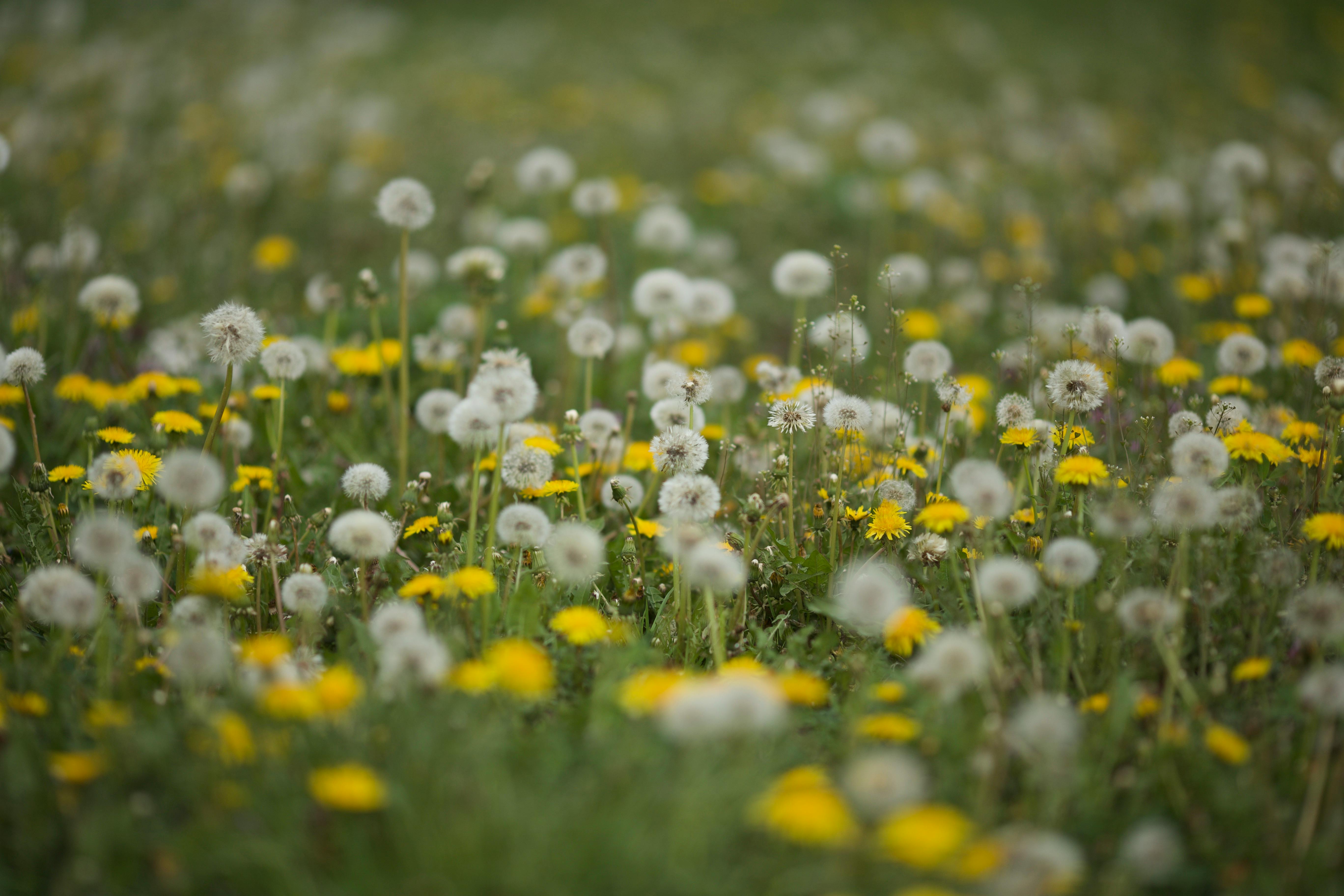 1,095+ Best Free Dandelions Stock Photos & Images · 100% Royalty-Free ...