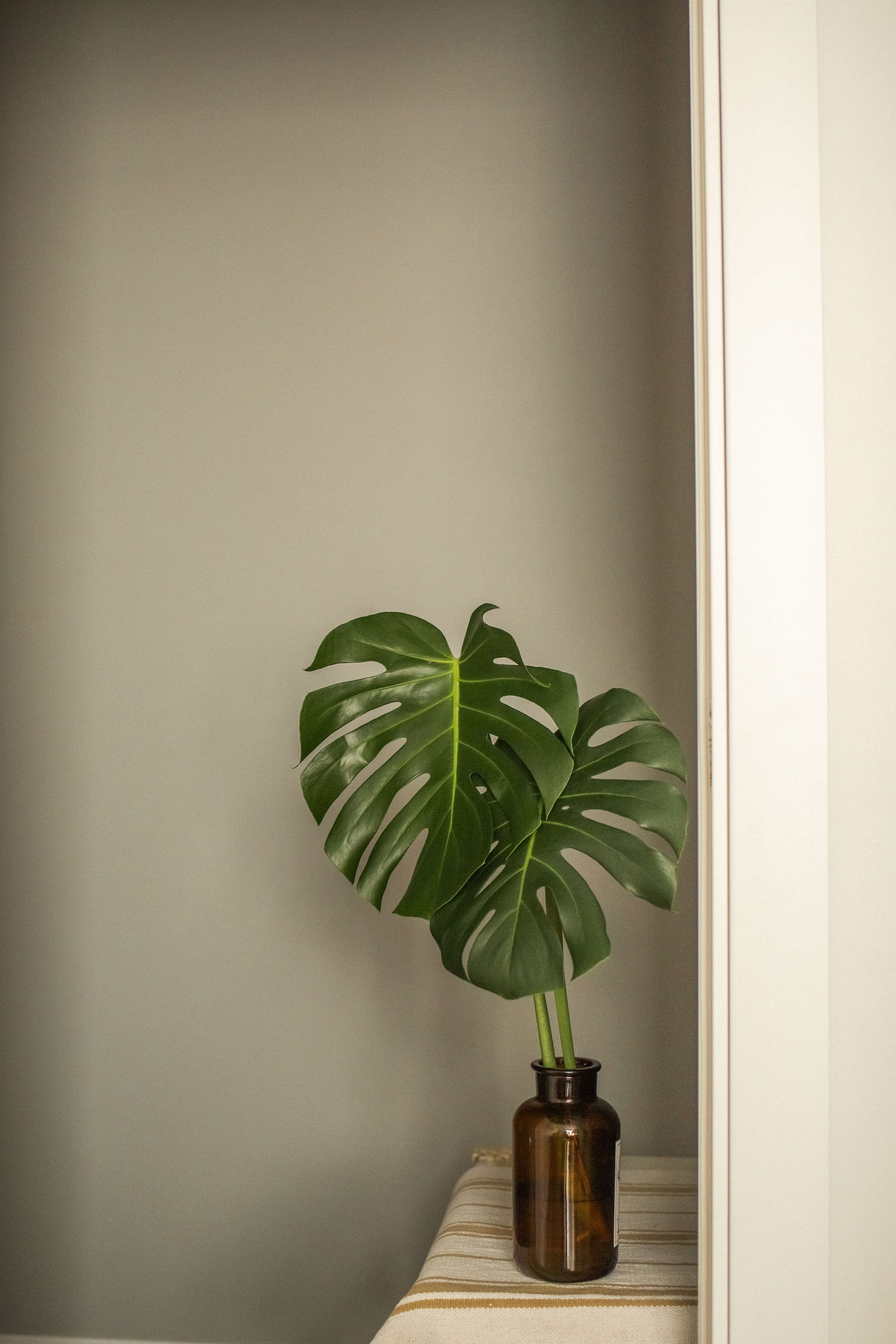 Green plant with long leaves in pot at home · Free Stock Photo