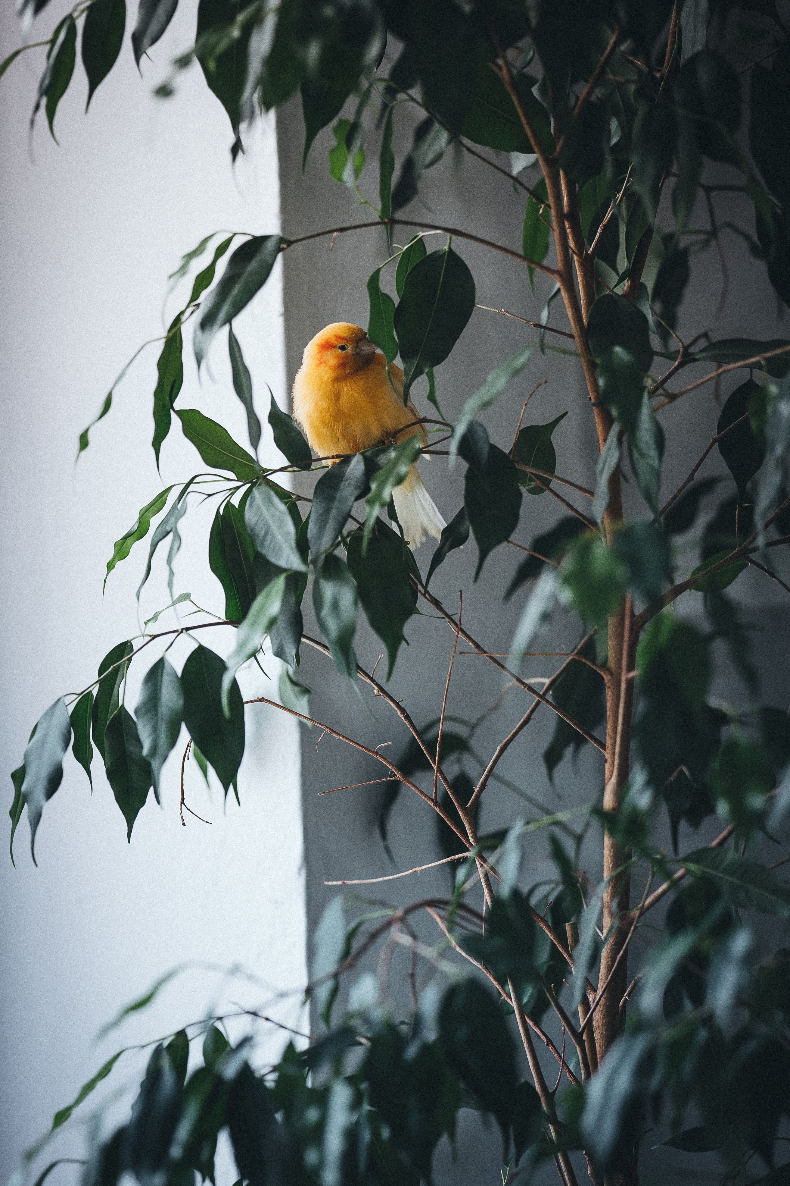 Yellow Bird on Green Plant · Free Stock Photo