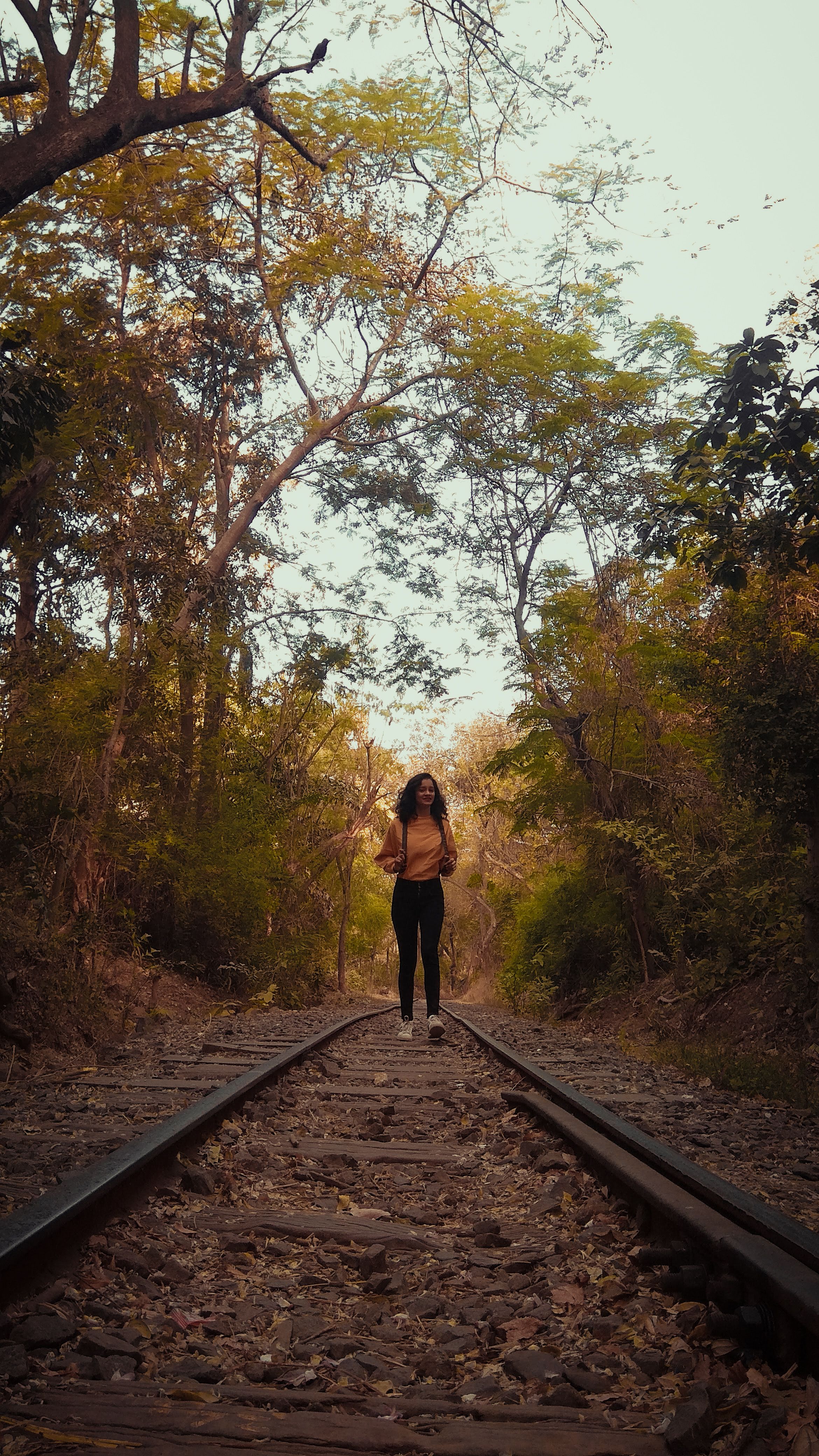 Forest Rail Photos, Download The BEST Free Forest Rail Stock Photos ...