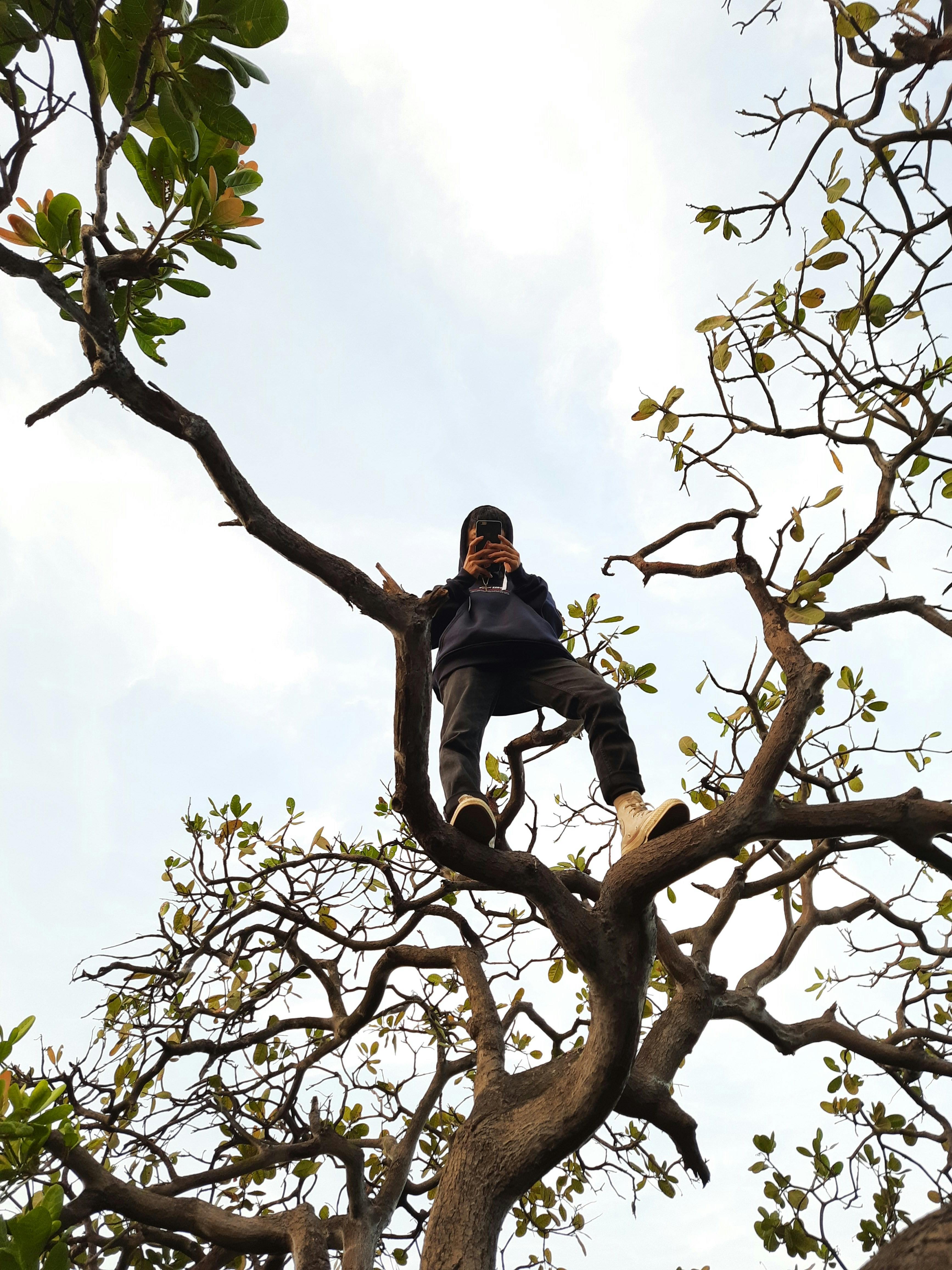 Unrecognizable man on tree with photo camera · Free Stock Photo