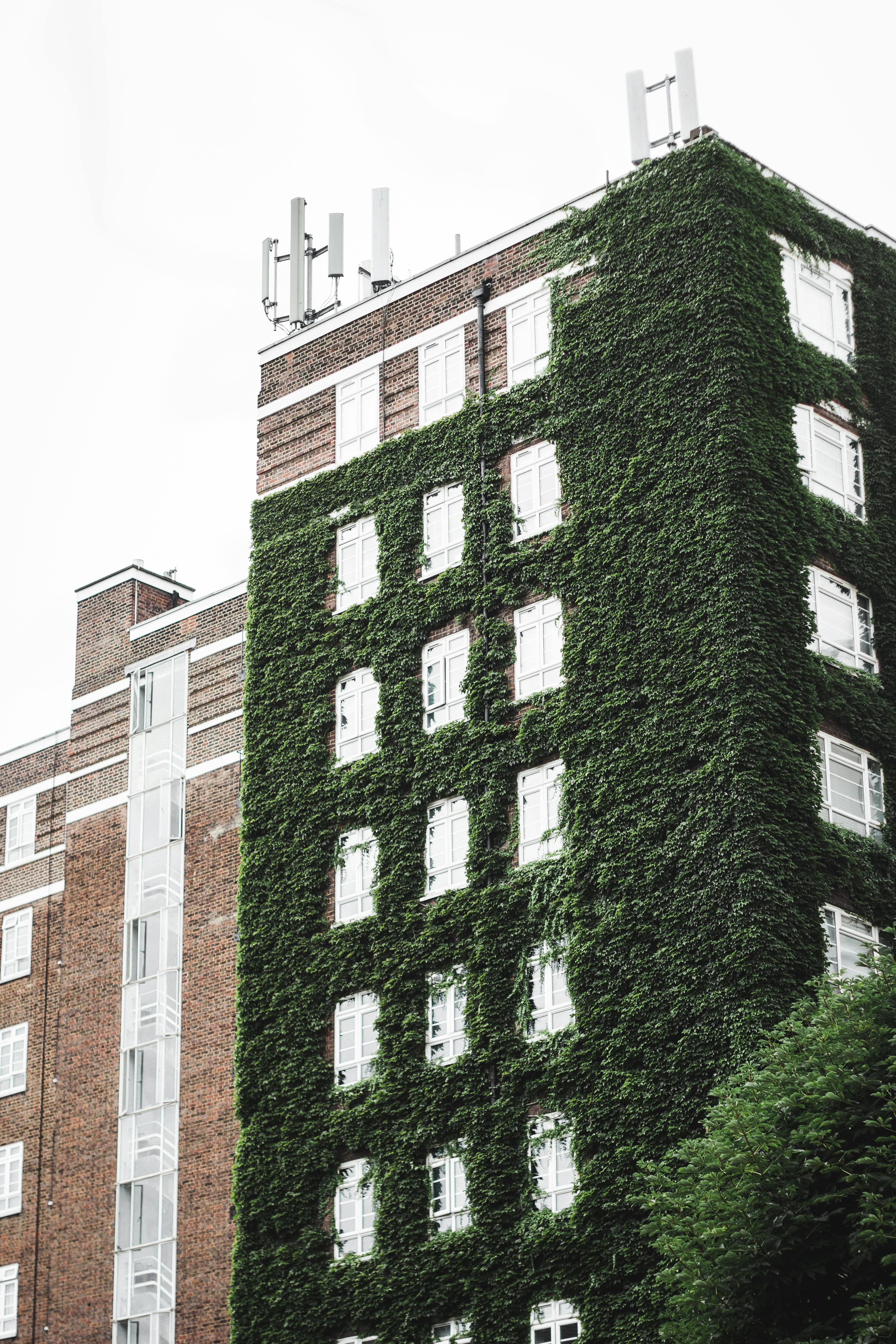 Facade of residential building with overgrown climbing plants · Free ...