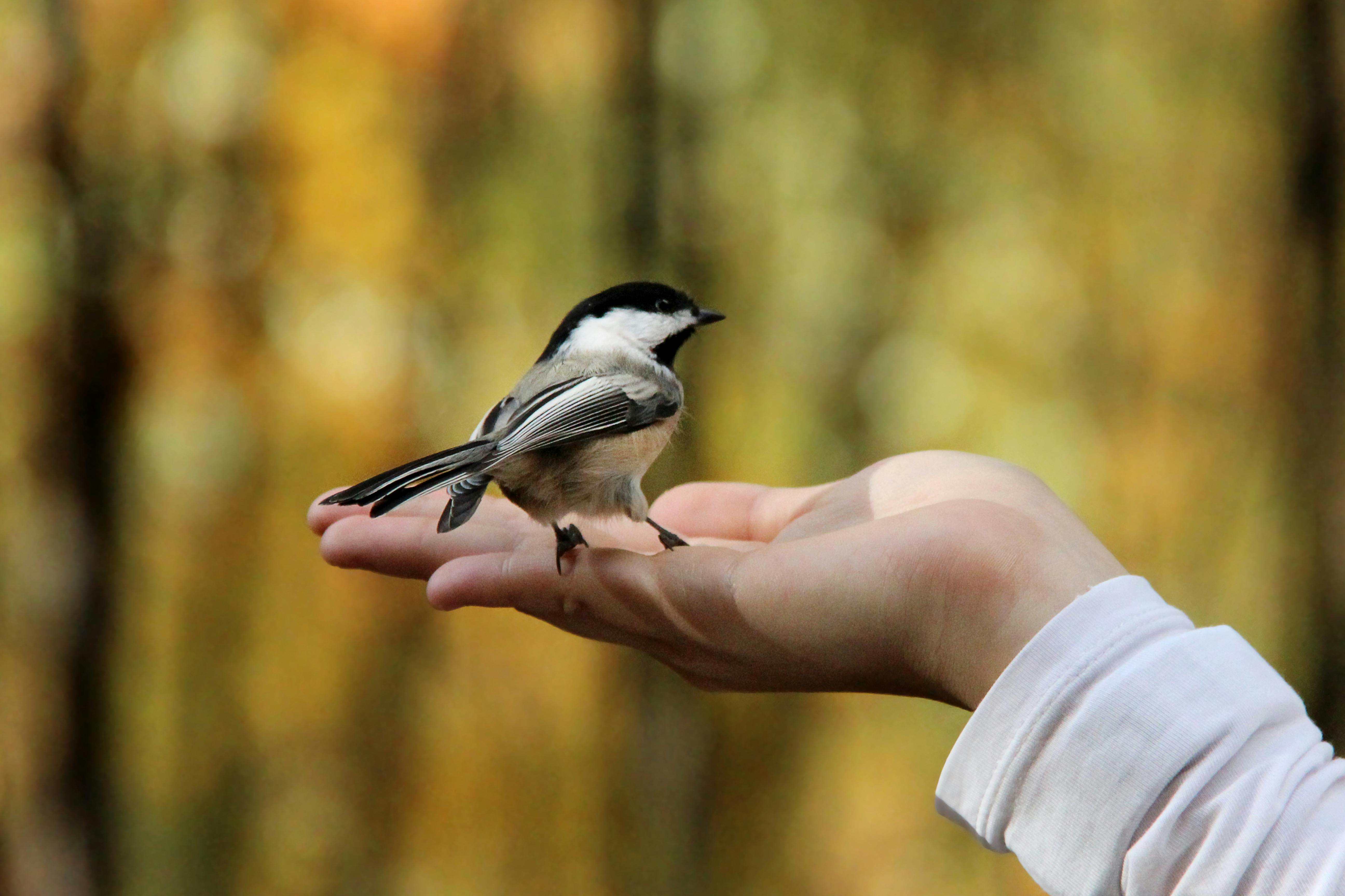 A Black-Capped Chickadee Perched on a Person's Hand · Free Stock Photo