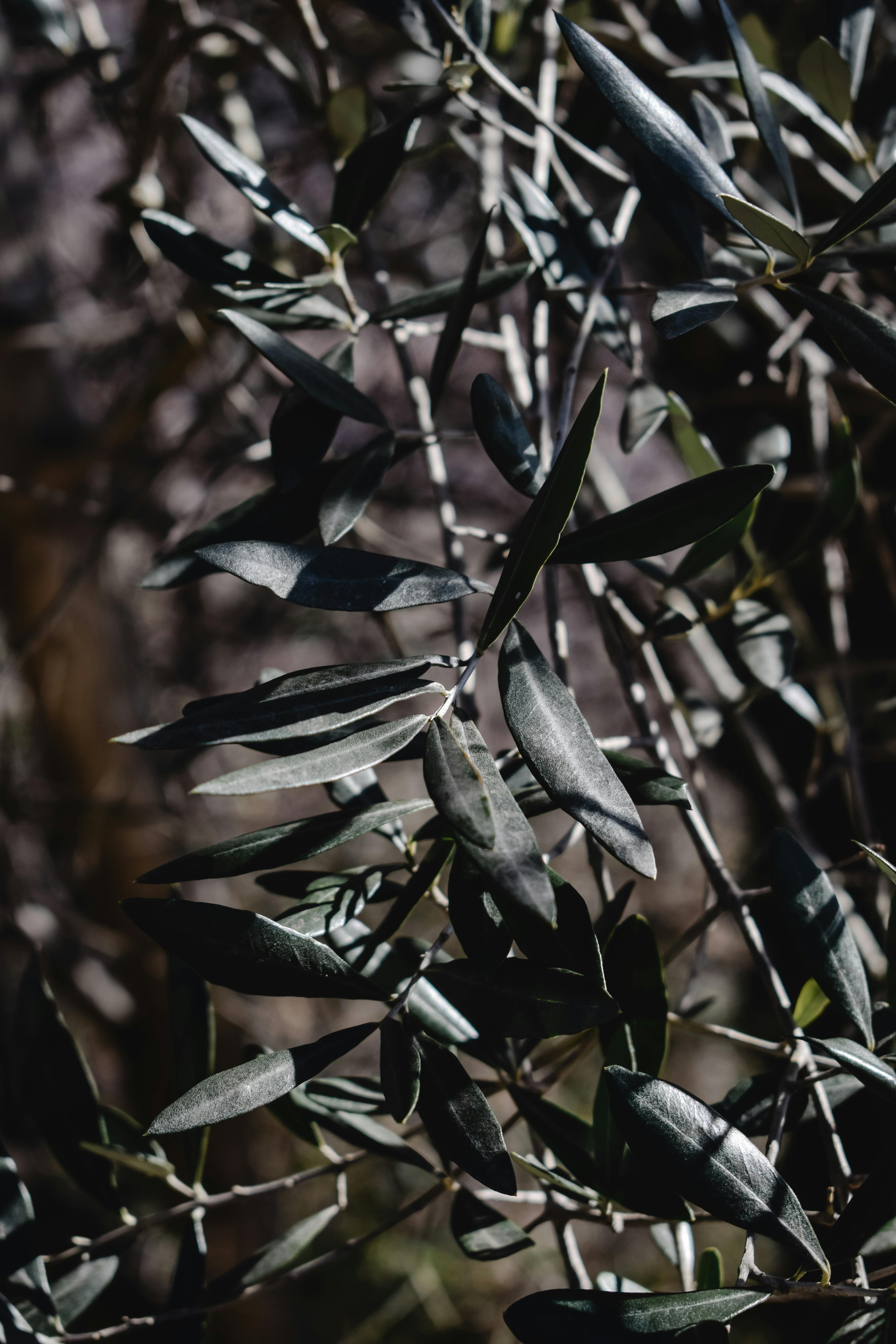 155,351+ Best Free Olive tree Stock Photos & Images · 100% Royalty-Free ...
