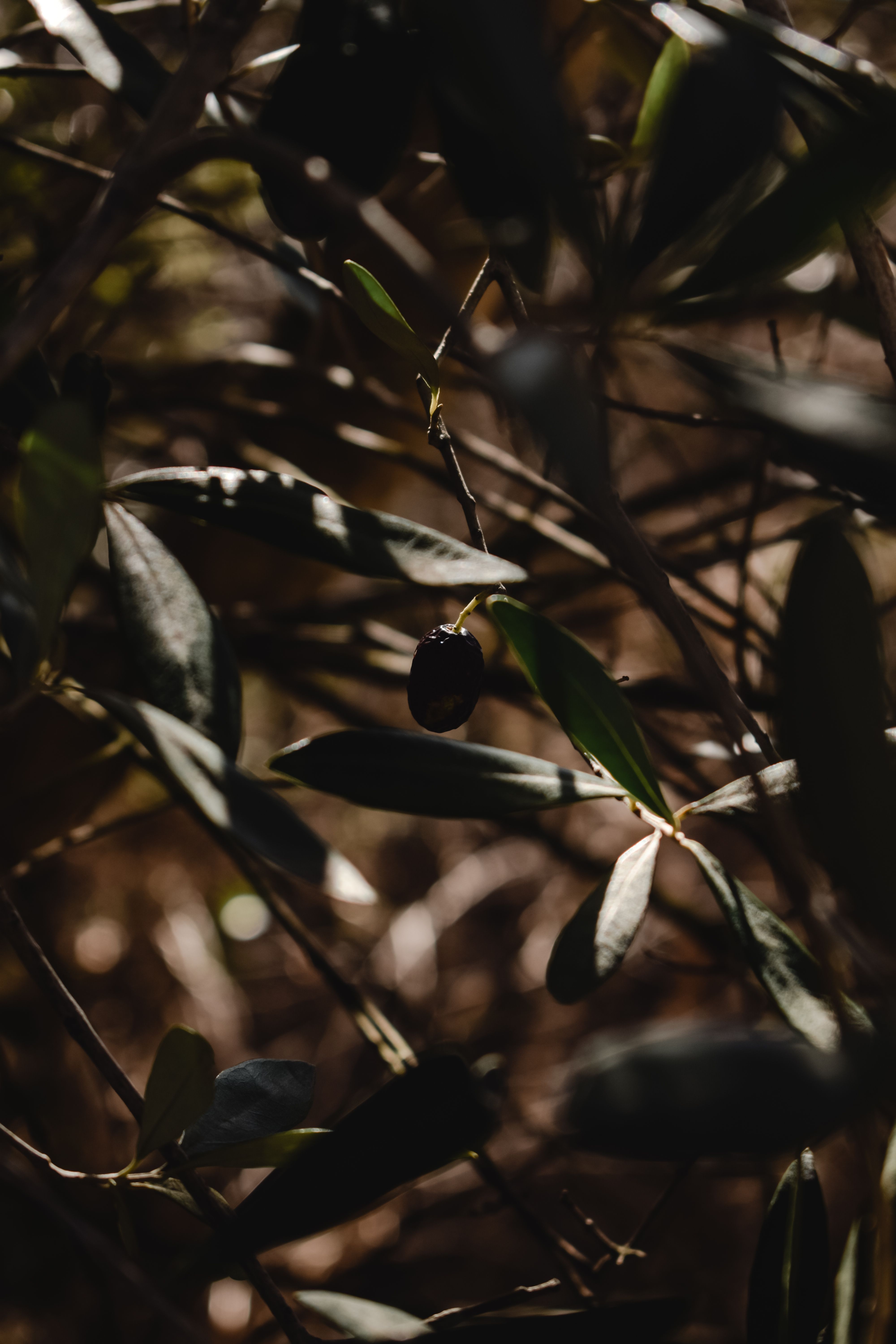 155,351+ Best Free Olive tree Stock Photos & Images · 100% Royalty-Free ...