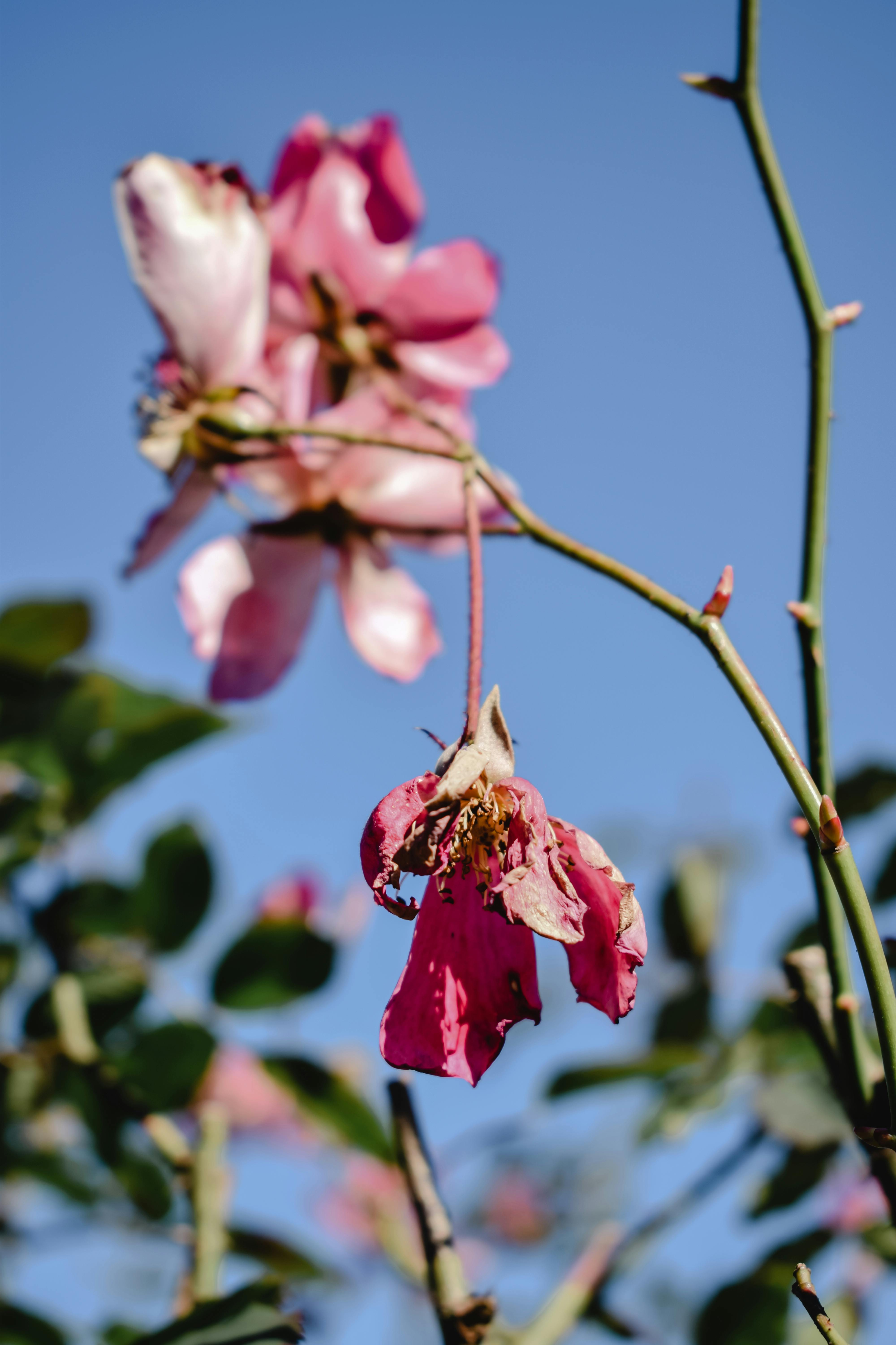 Close-Up Shot of a Pink Rose · Free Stock Photo