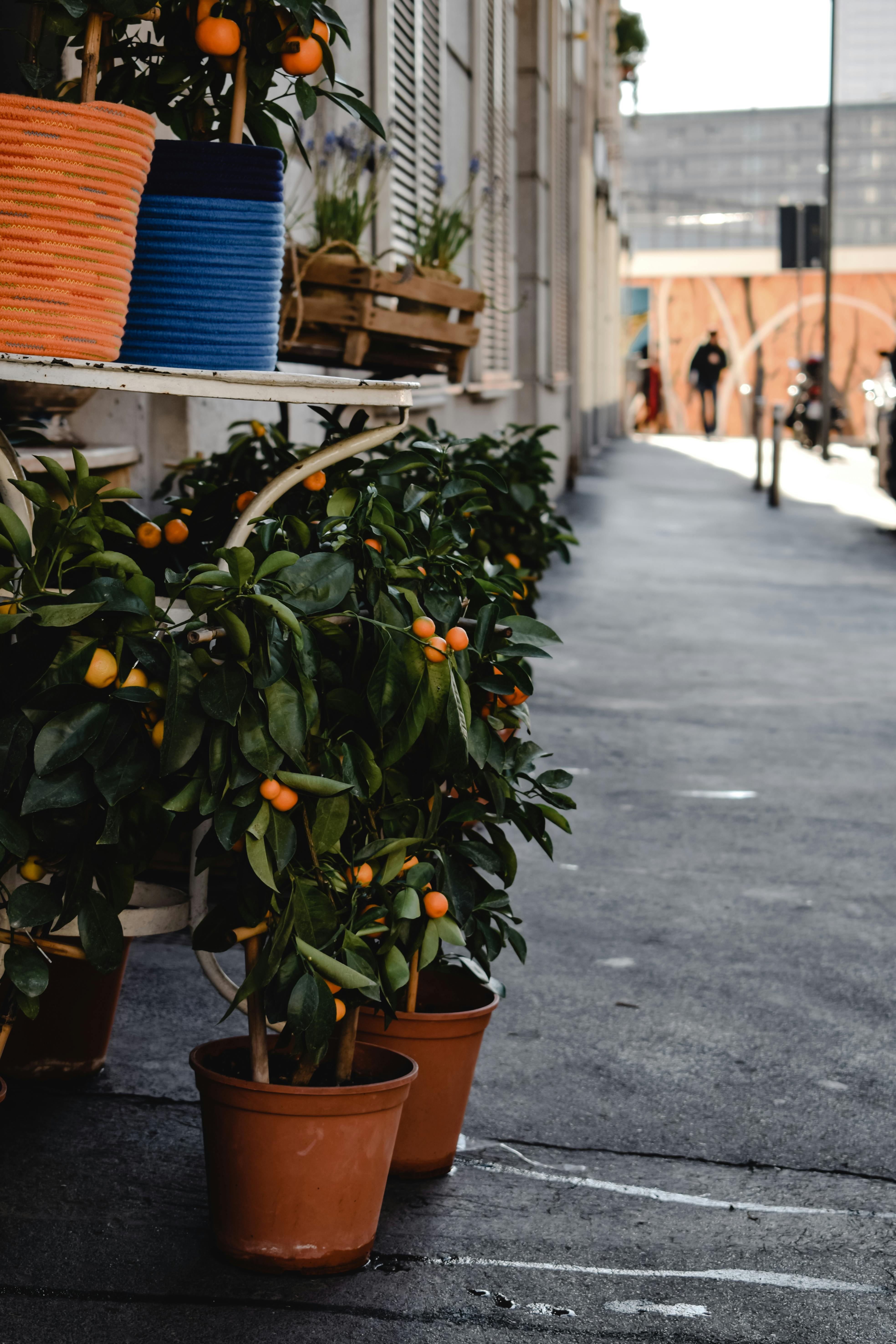 100,000+ Best Fruit Trees Photos · 100% Free Download · Pexels Stock Photos