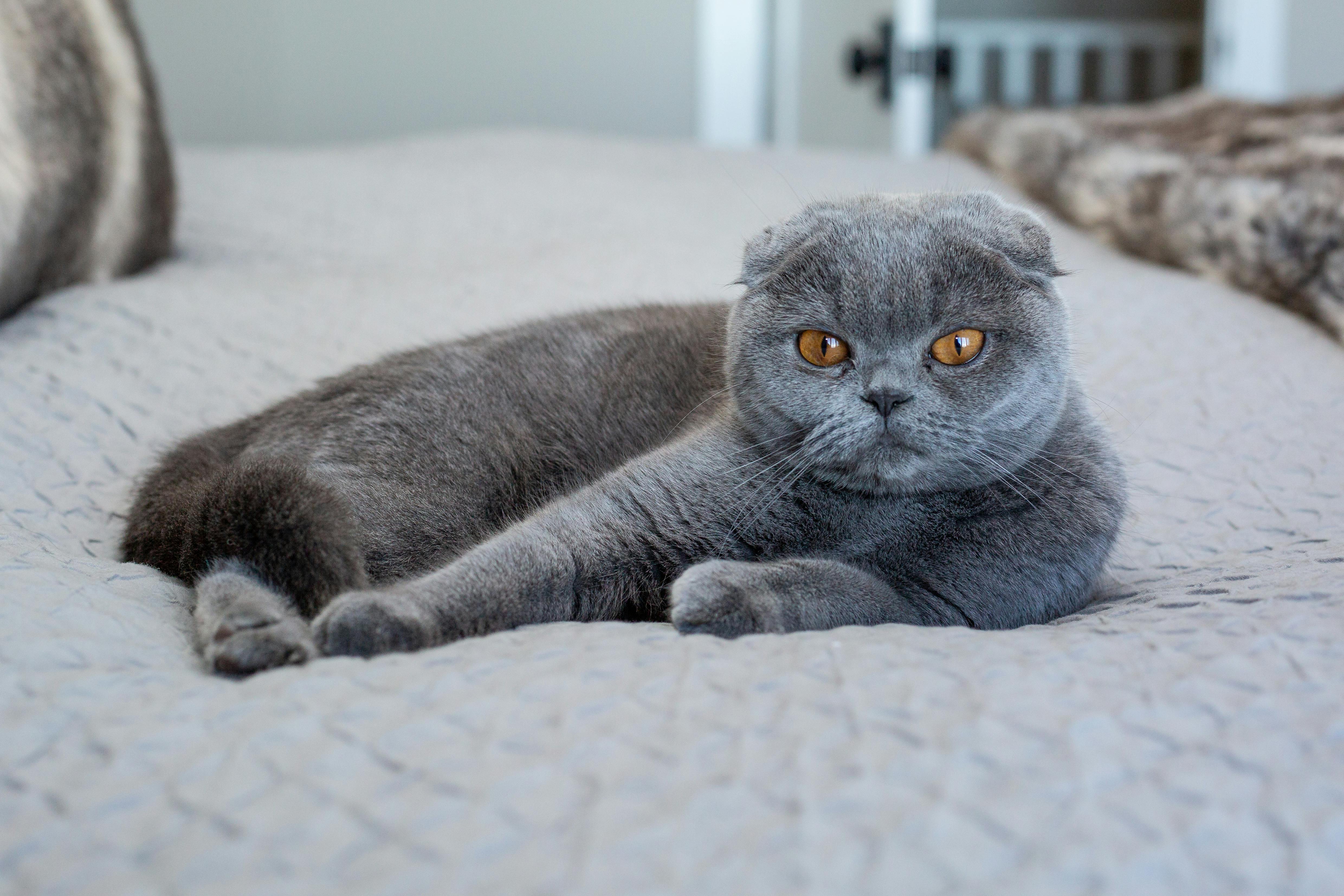 250+ Interesting Scottish Fold Photos · Pexels · Free Stock Photos