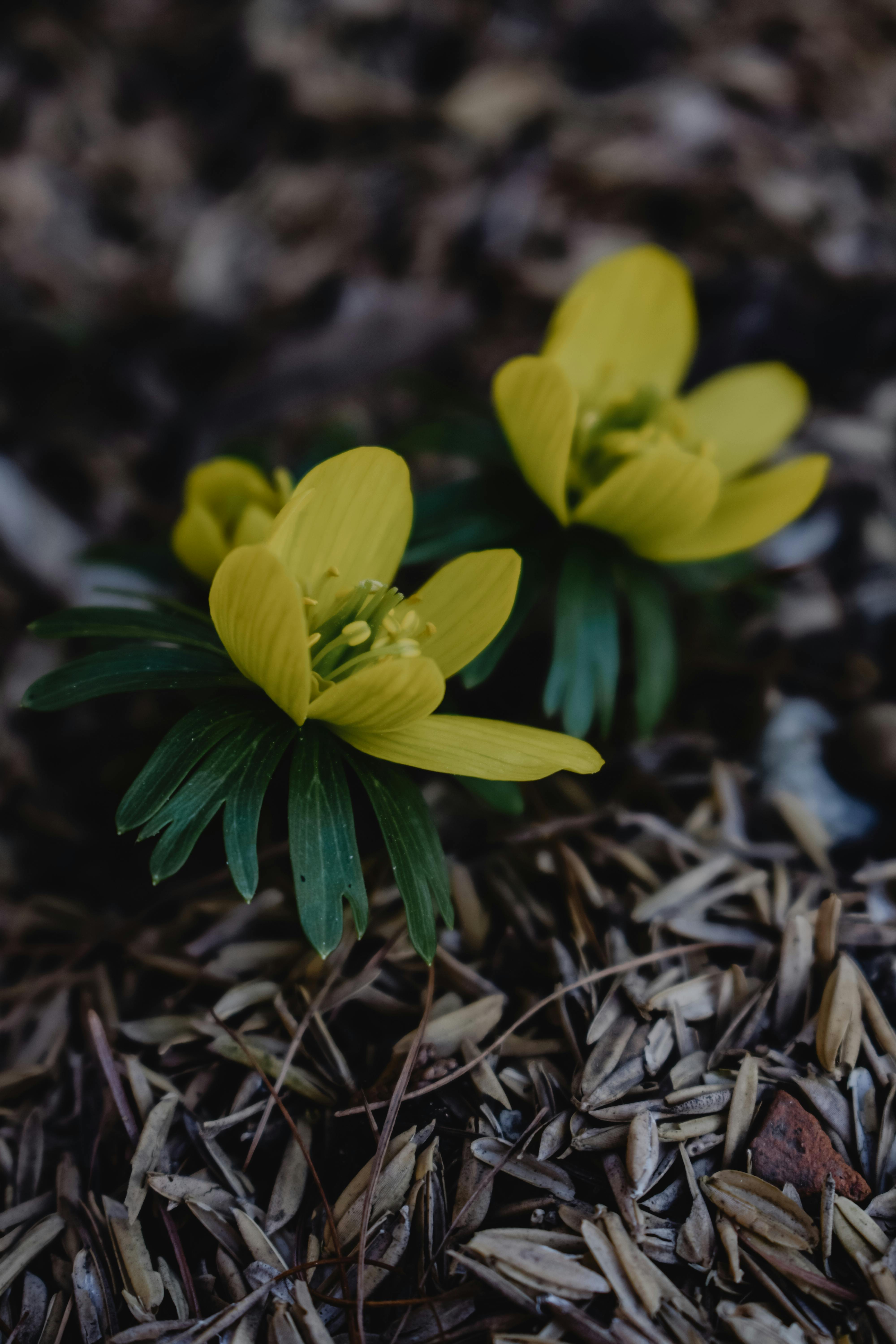 Aconite Flower Photos, Download The BEST Free Aconite Flower Stock ...