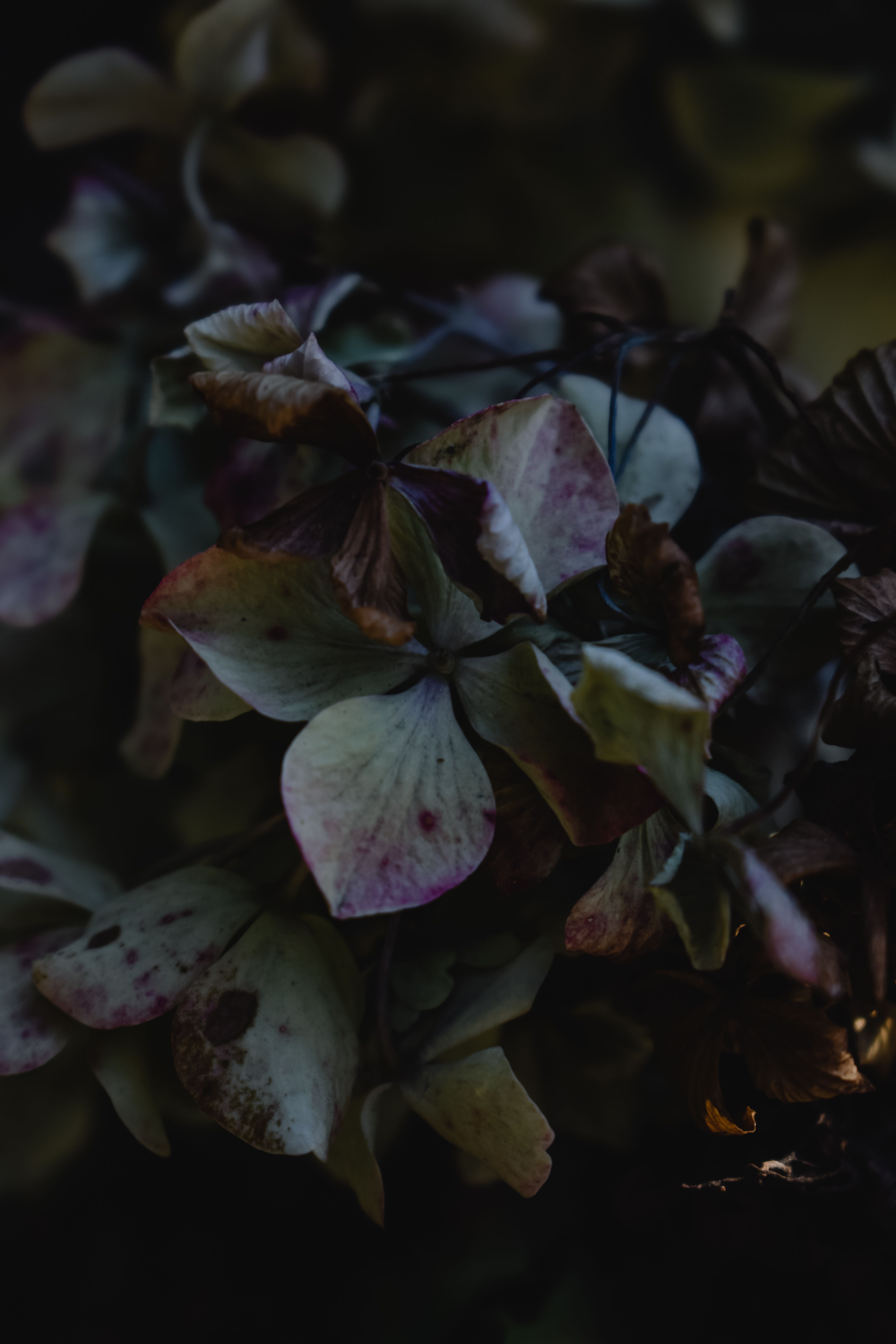 Plant Wilting Photos, Download The BEST Free Plant Wilting Stock Photos ...