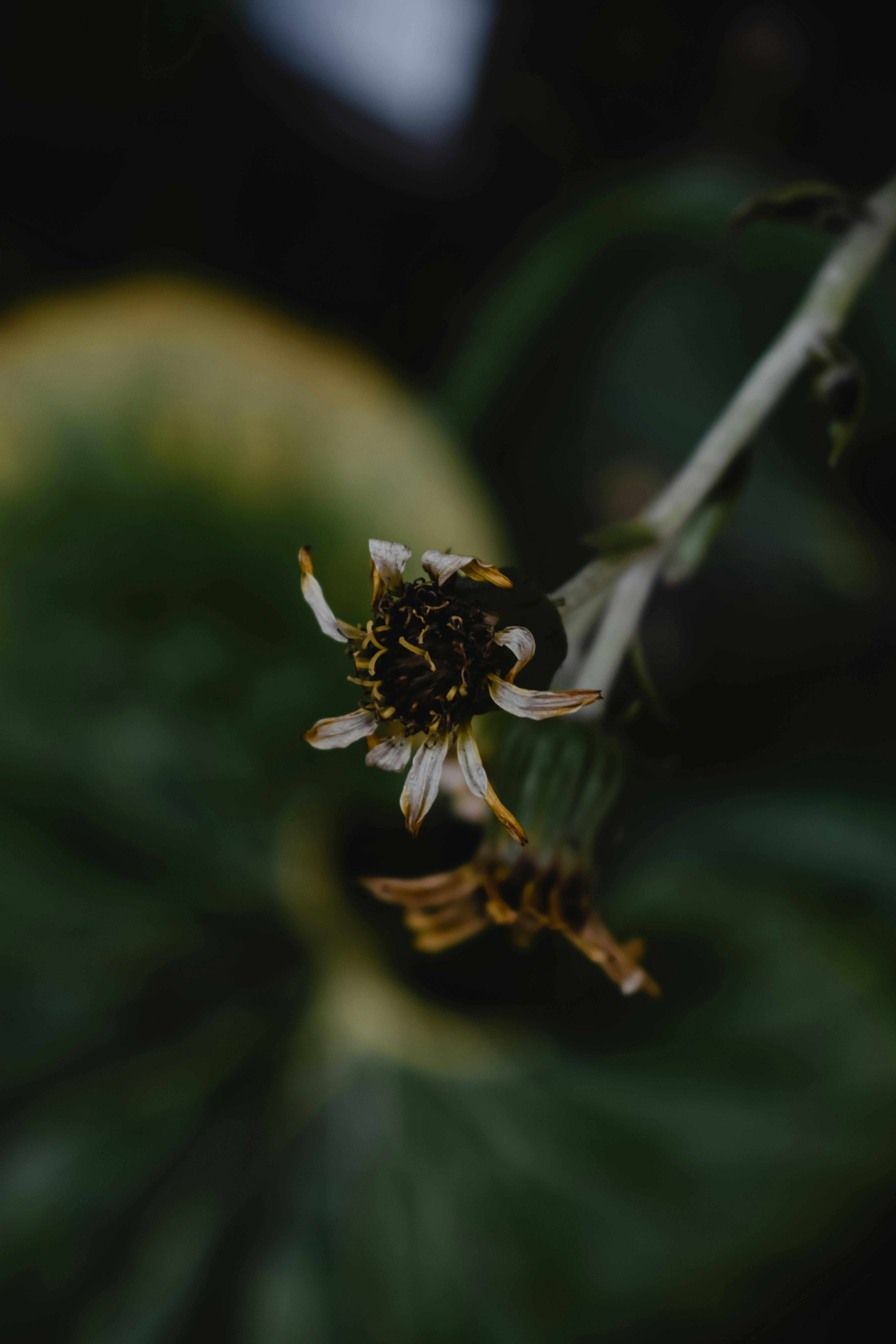 Close-Up Shot of a Withered Flower · Free Stock Photo