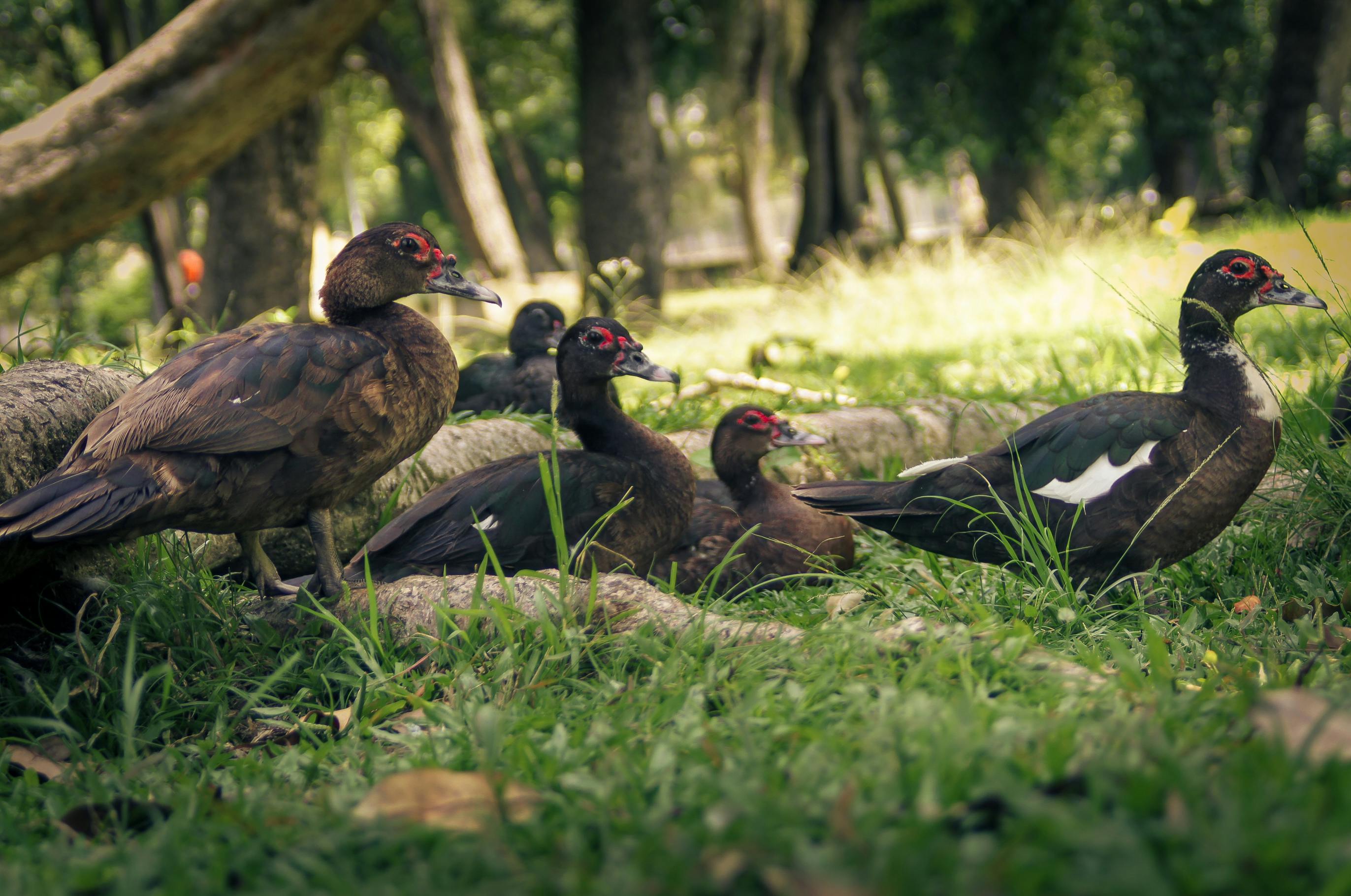 Duck inside a Stainless Bowl · Free Stock Photo