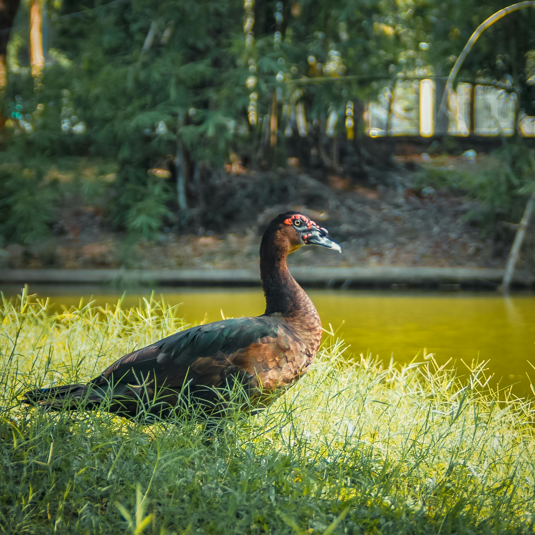 Photo of an Owl Flying · Free Stock Photo