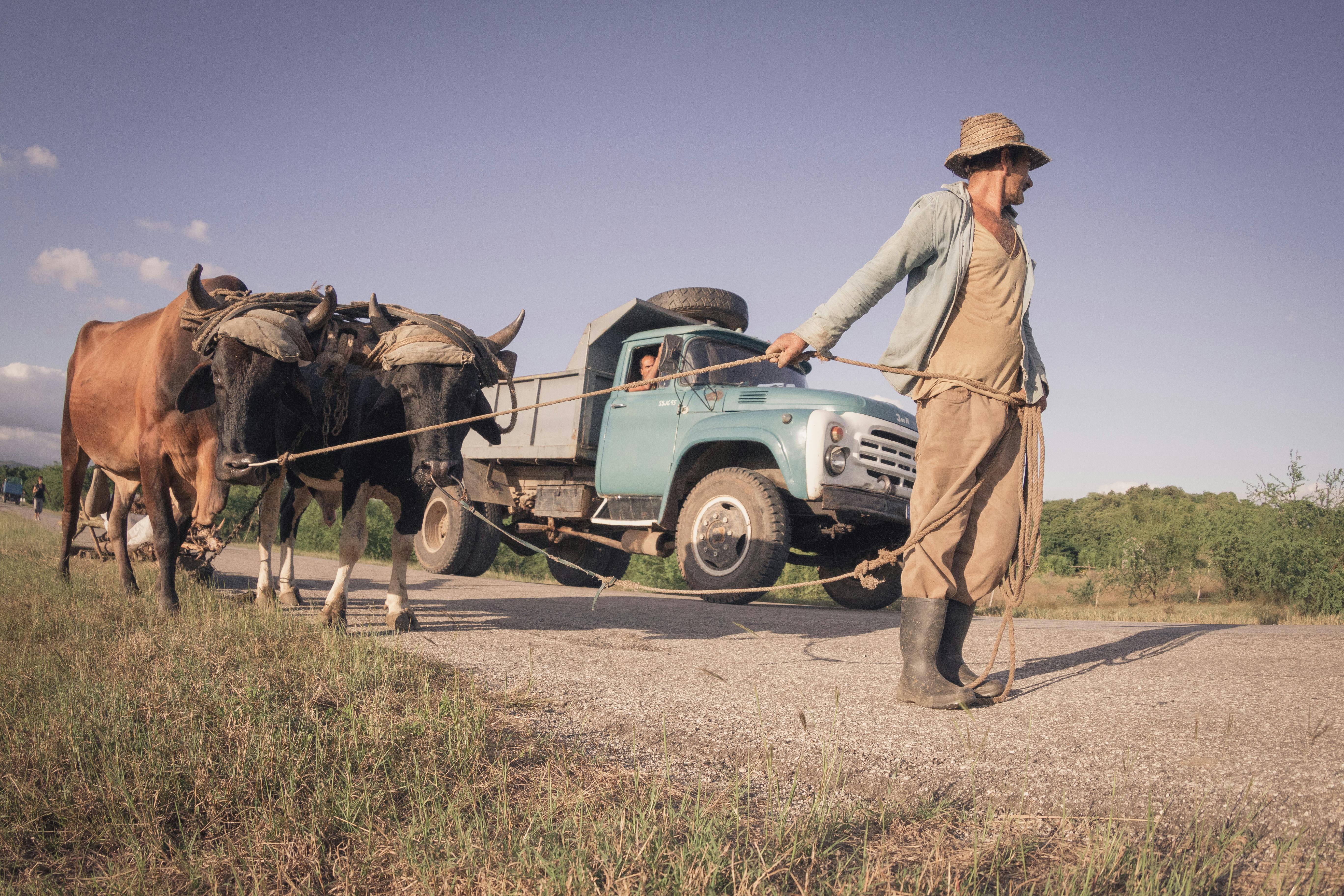 Livestock Pulling Photos, Download The BEST Free Livestock Pulling ...