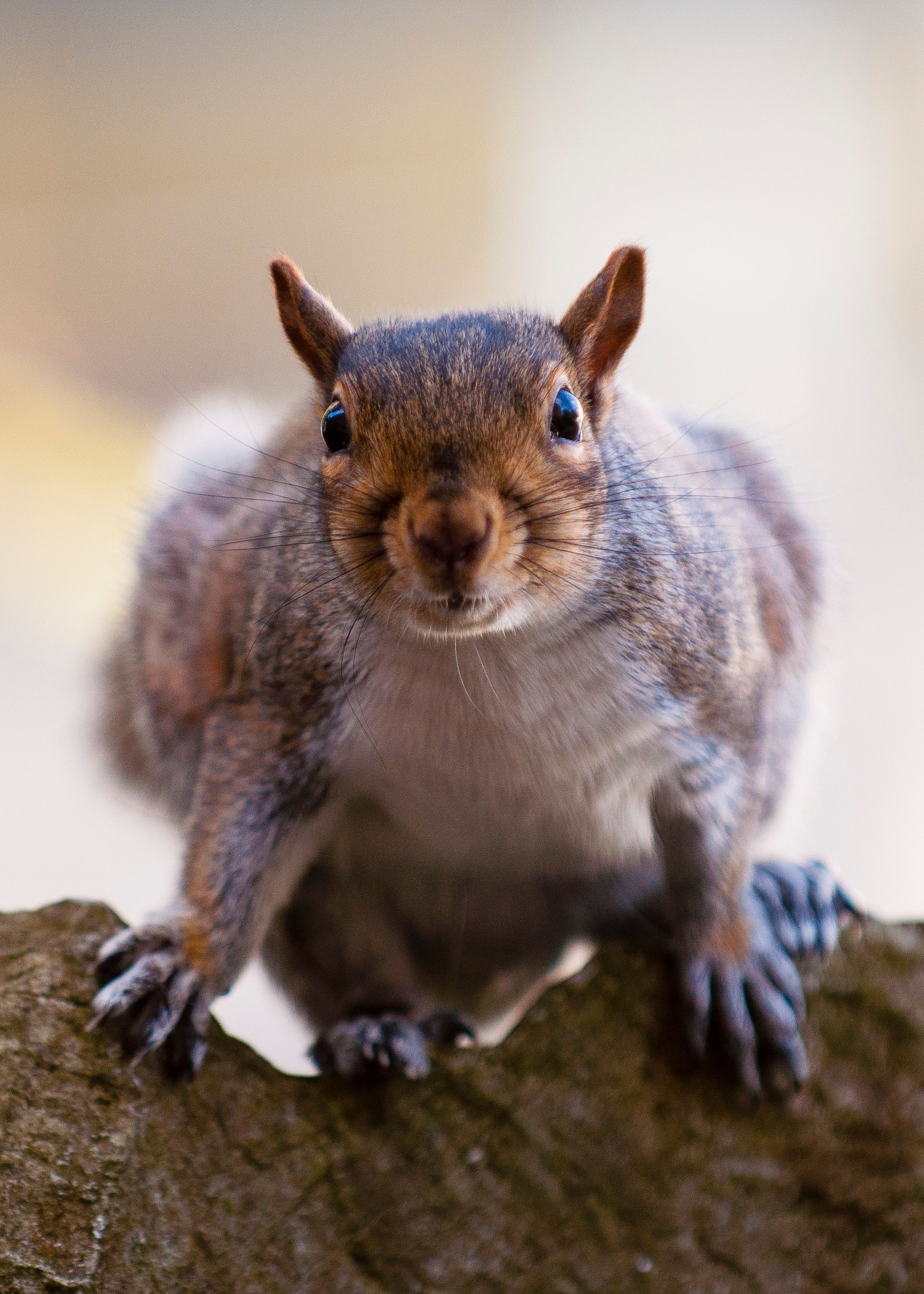 Grayscale Photo of Rodent · Free Stock Photo