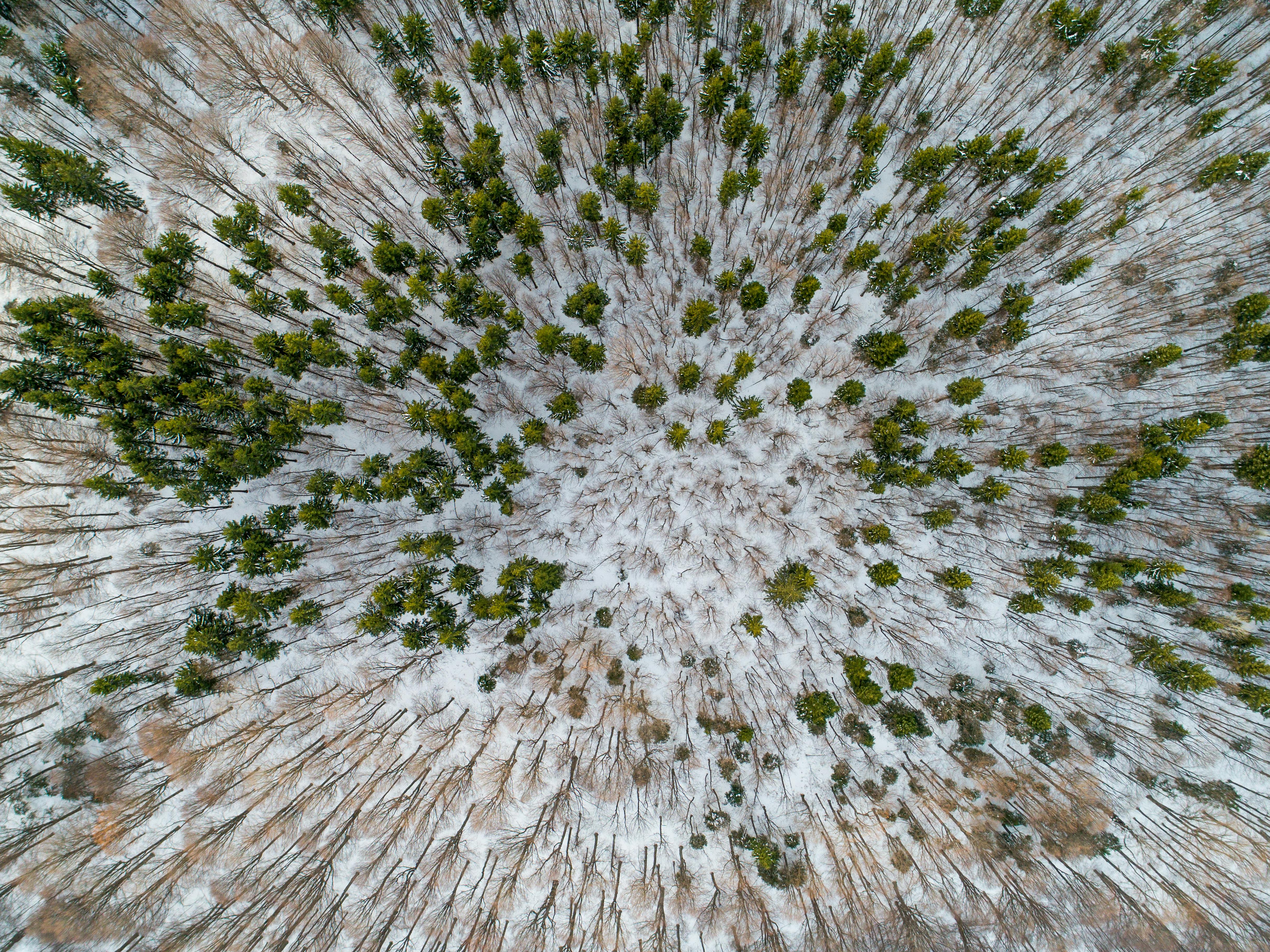Aerial Photography of Trees · Free Stock Photo