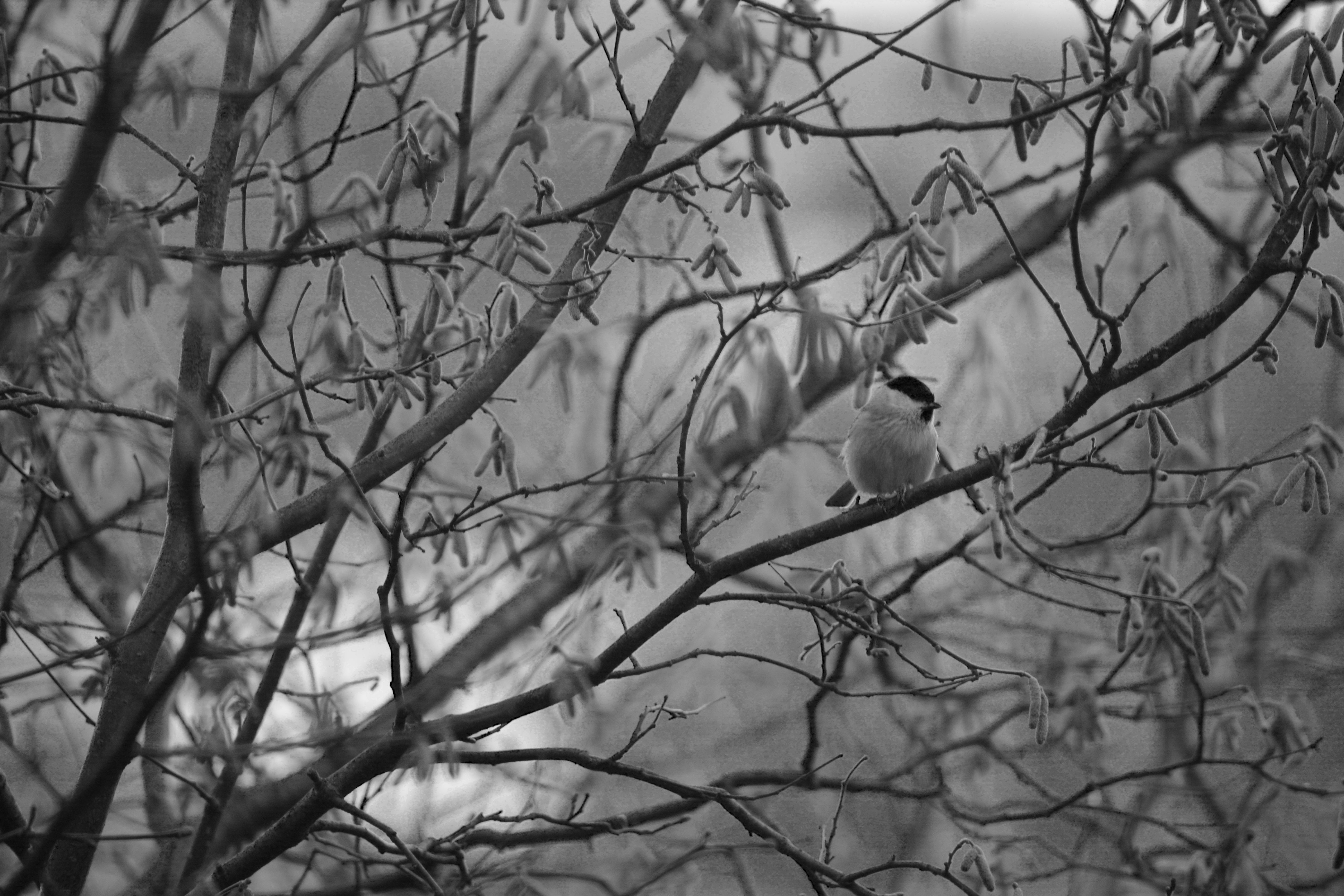 Black and White Photo of a Bird · Free Stock Photo