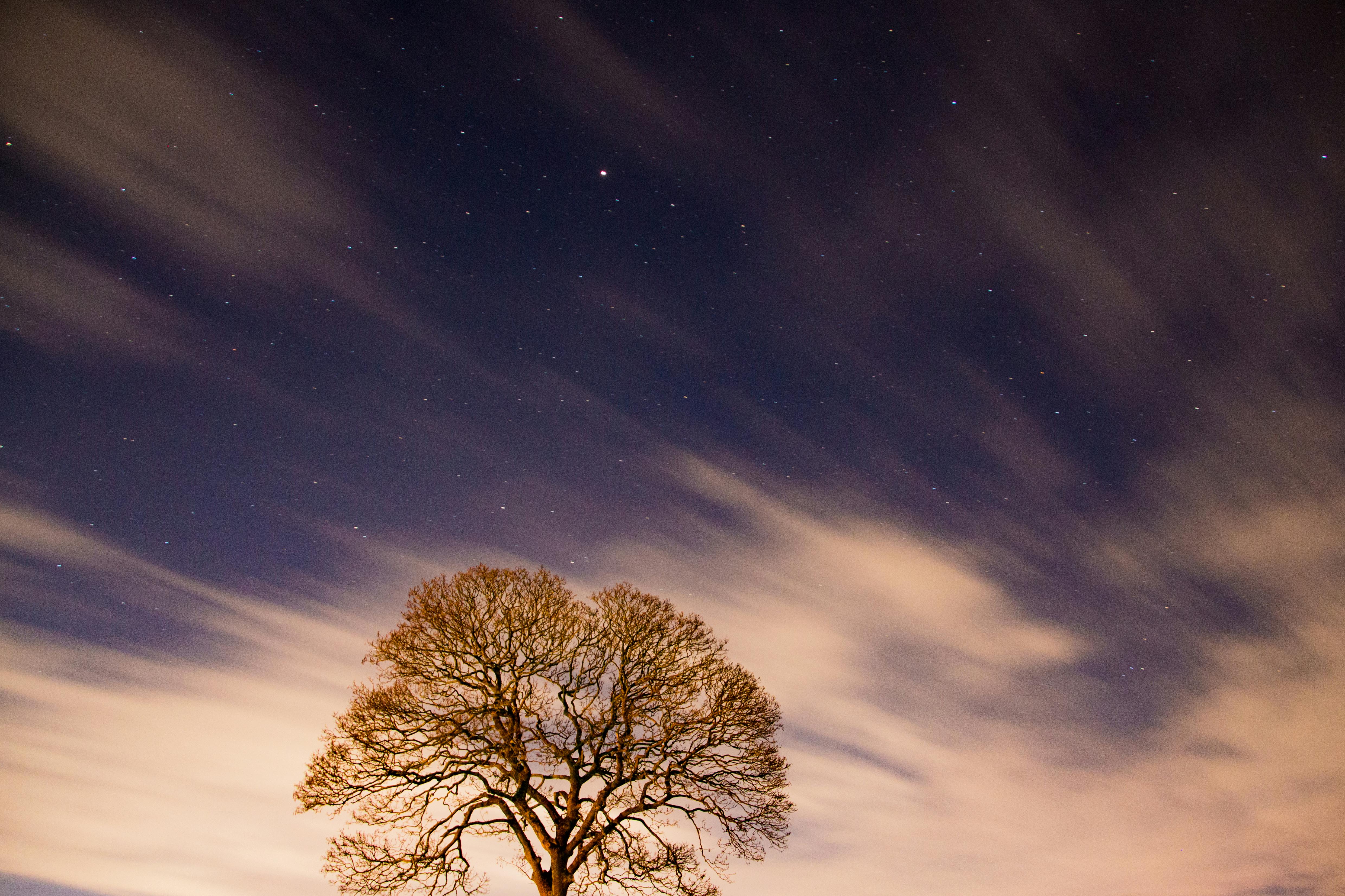 Silhouette Photo of Trees during Night Time · Free Stock Photo