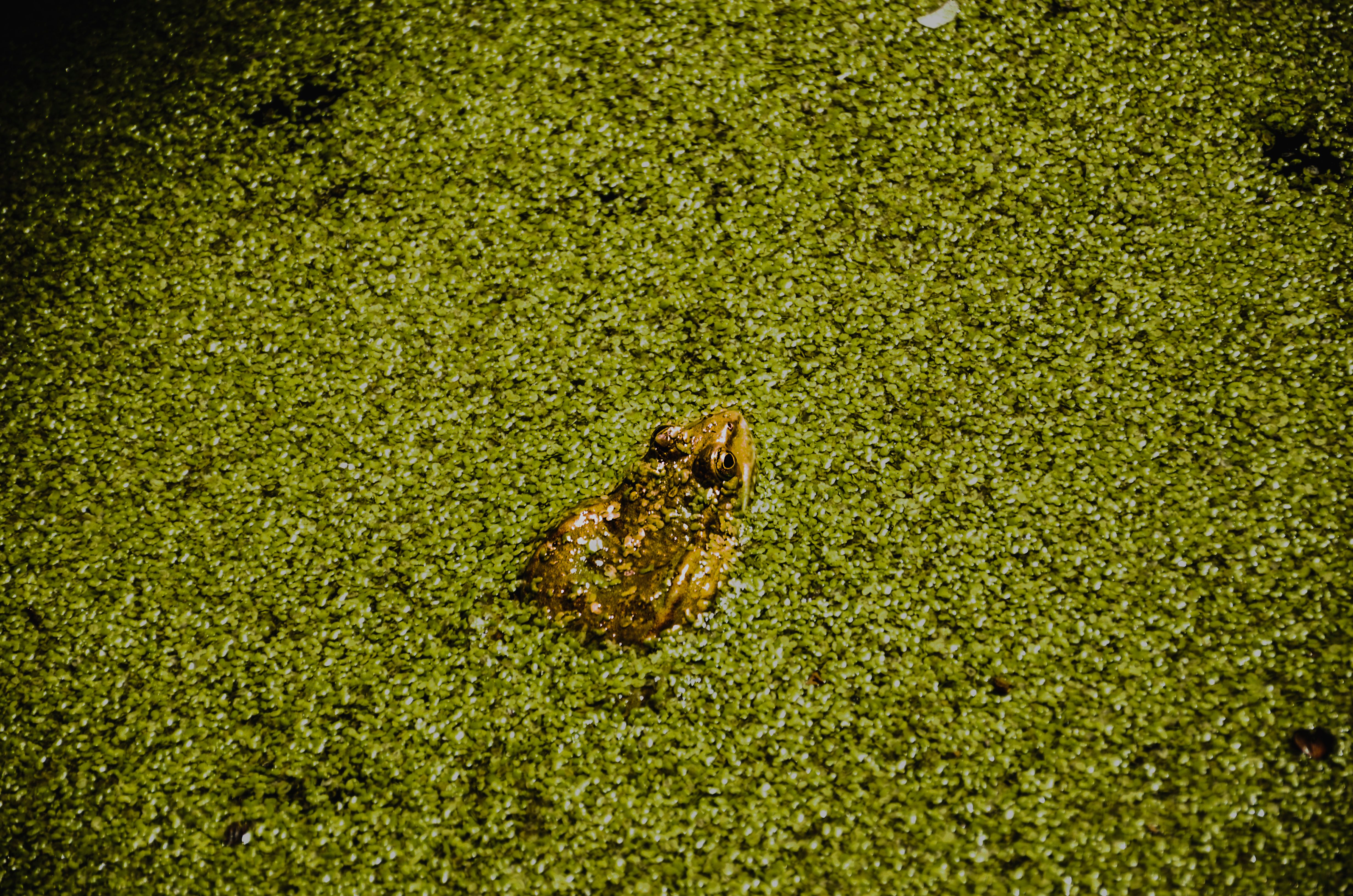 Brown Frog Surrounded by Green Floating Pants on Water · Free Stock Photo