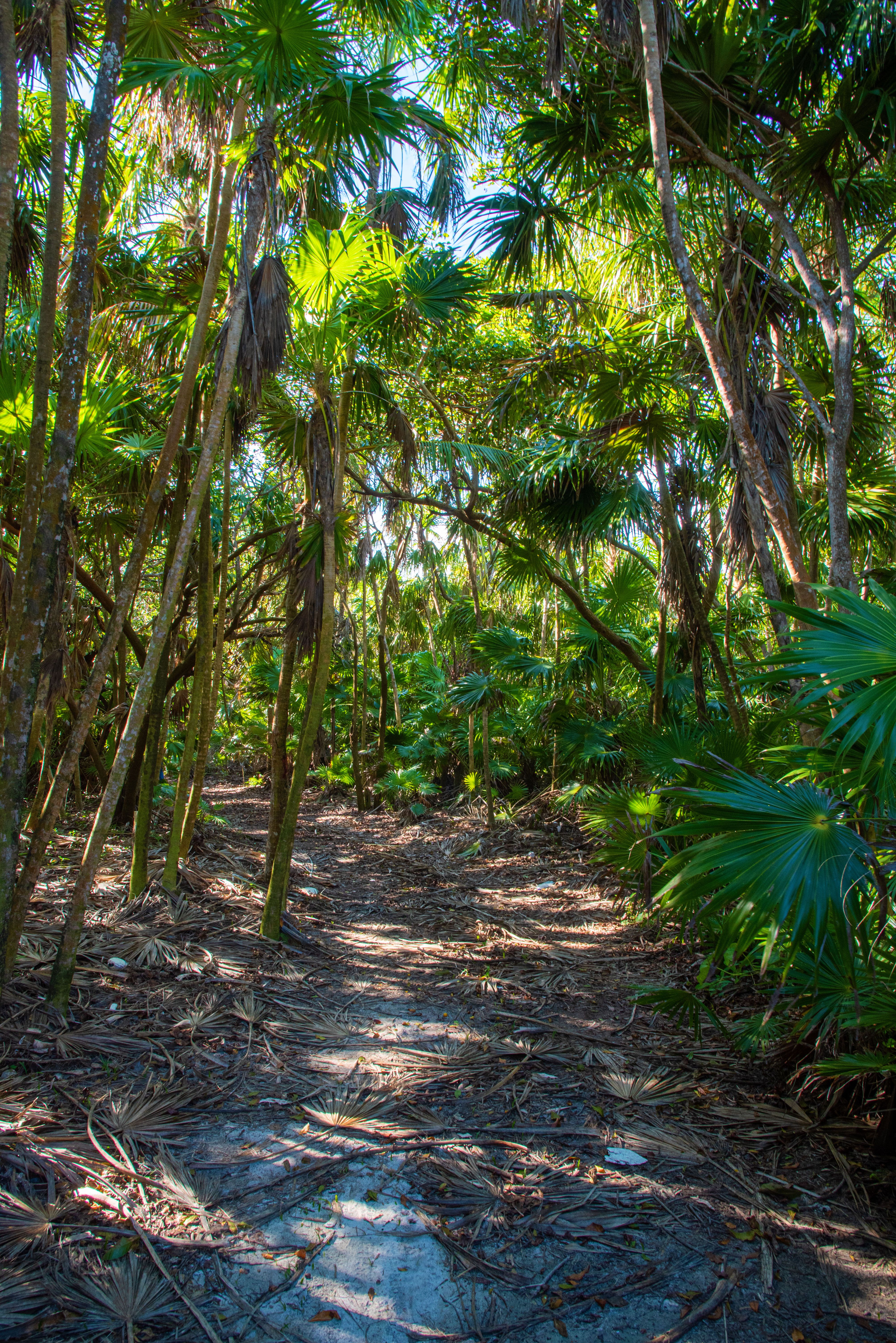 Pathway Through A Tropical Forest · Free Stock Photo
