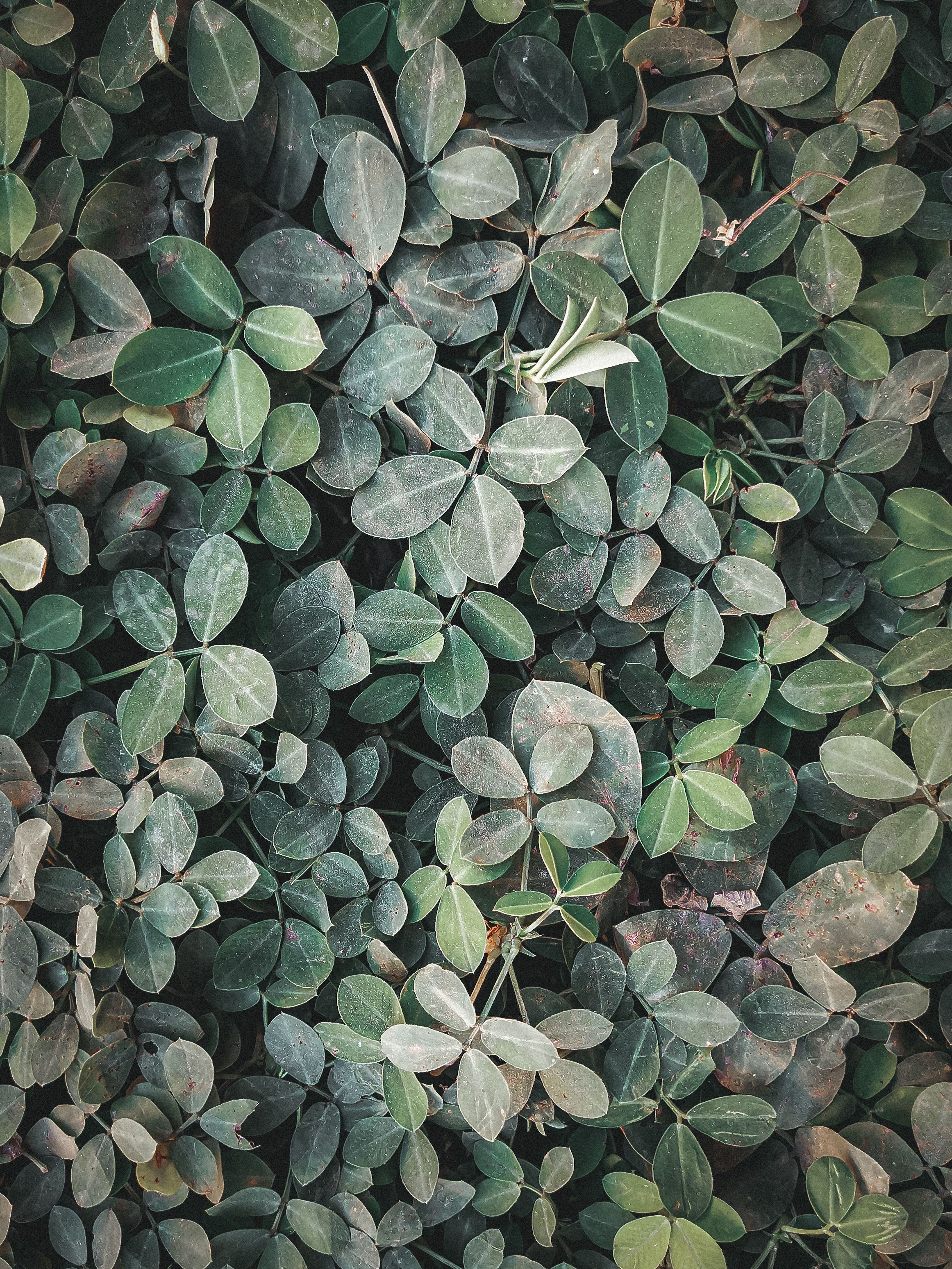 Green leaf of Castanea crenata Asian tree · Free Stock Photo