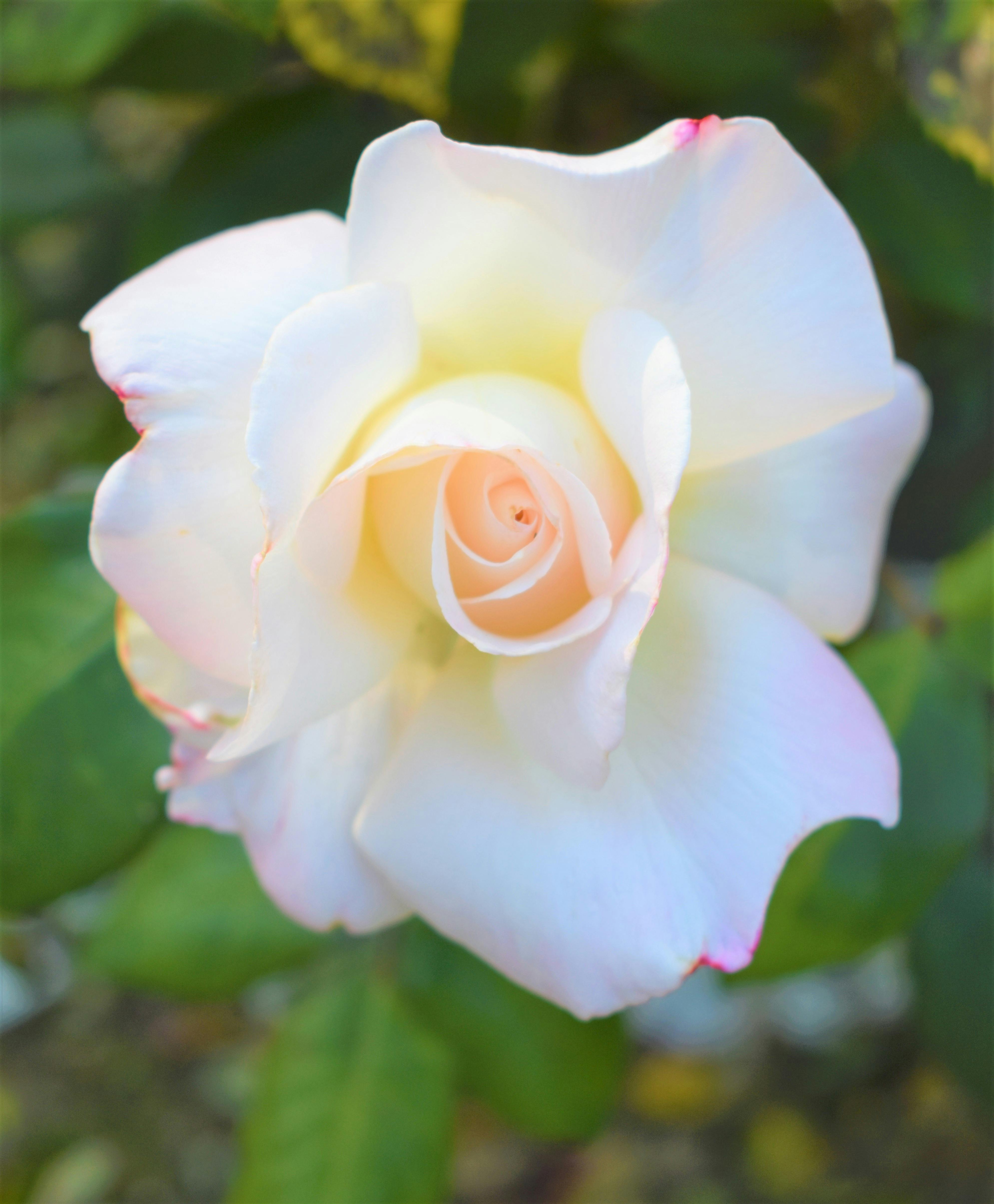 White Rose Close Up · Free Stock Photo