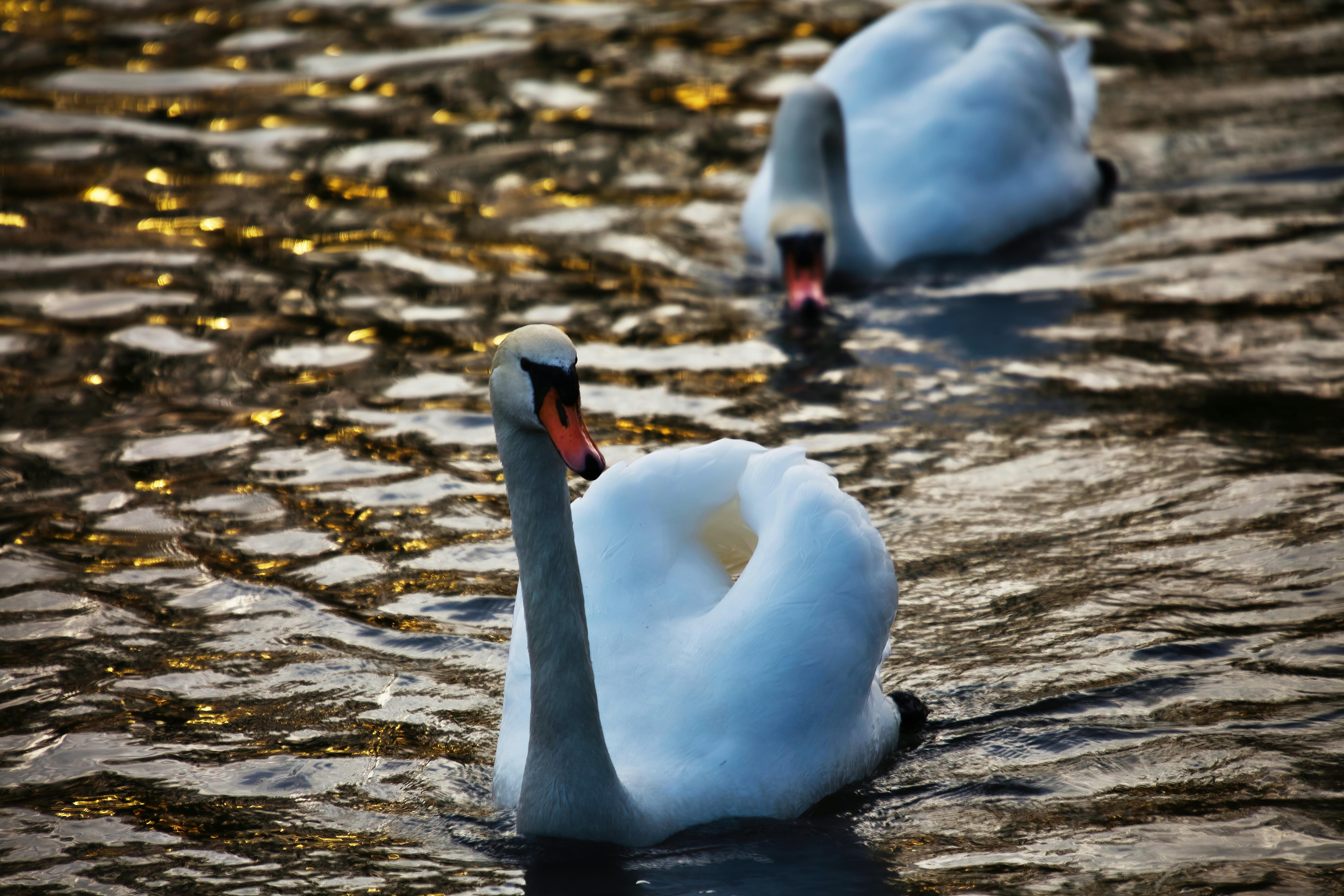 Photo of Swan on Body of Water · Free Stock Photo