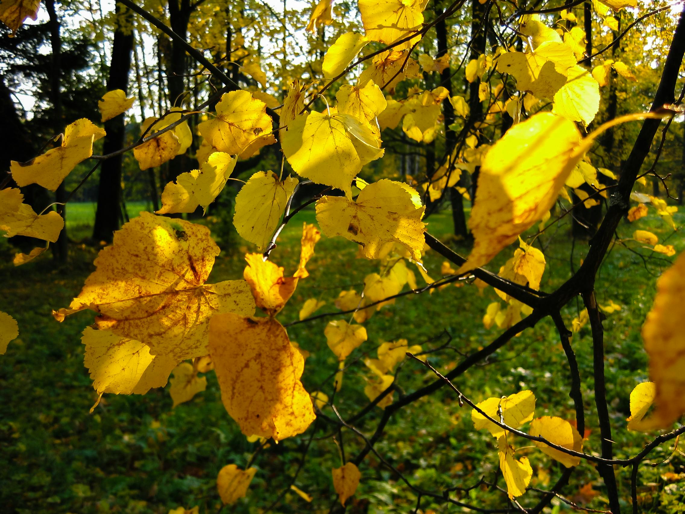 Free stock photo of fall leaves, plant, season