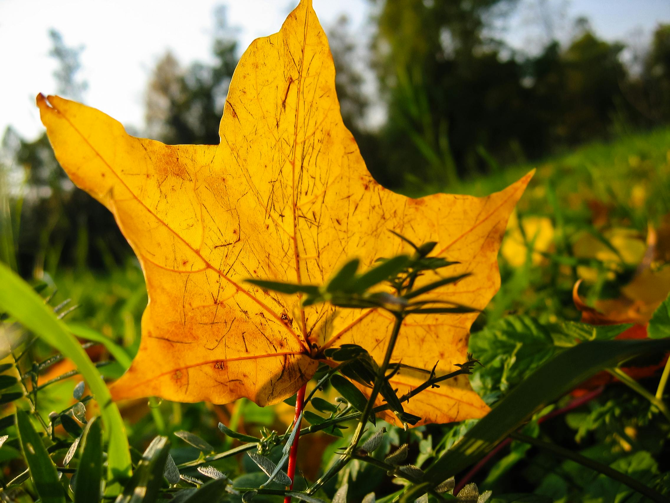Free stock photo of fall leaves, plant, season
