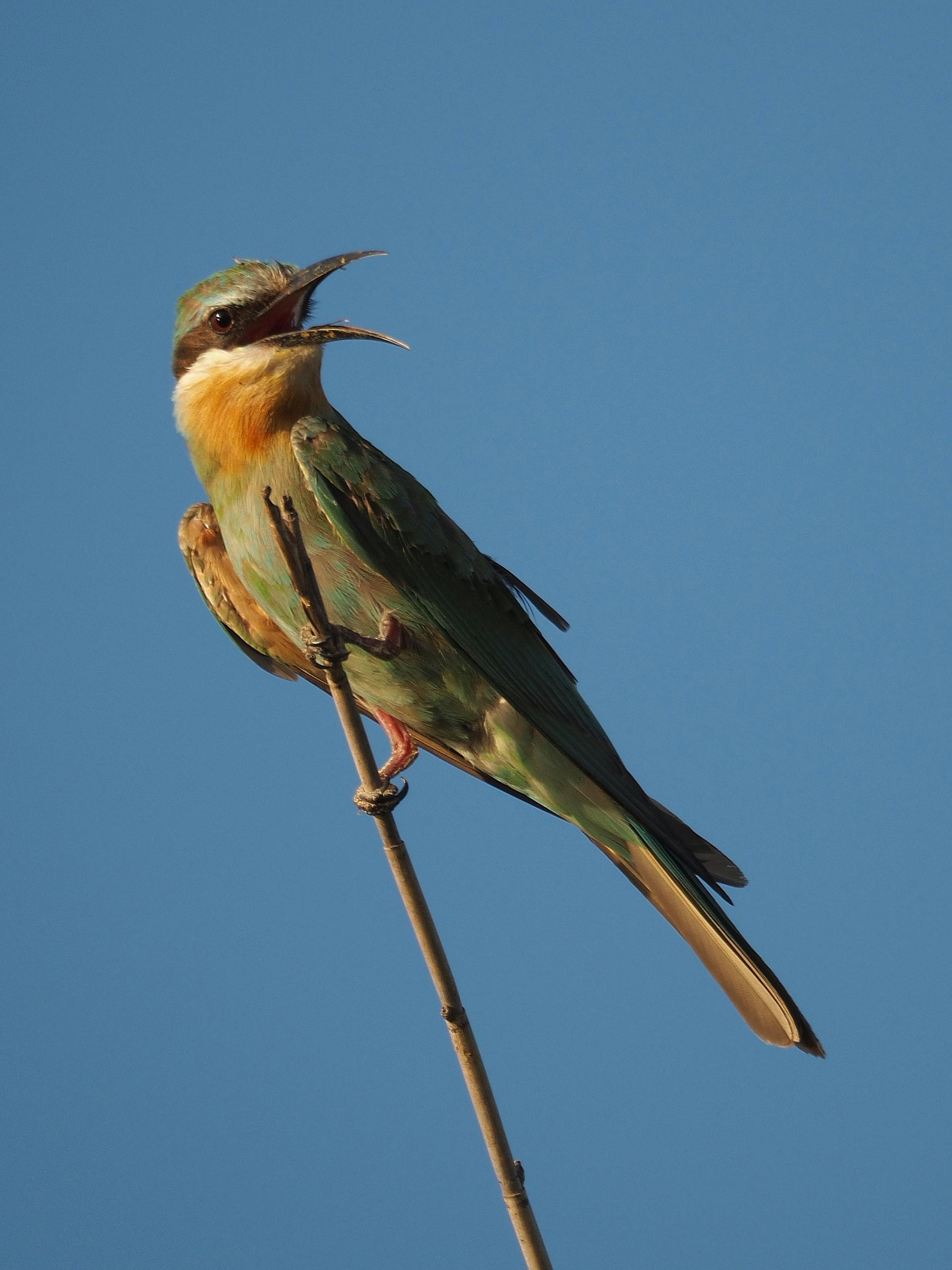 Blue-cheeked bee-eater Bird · Free Stock Photo