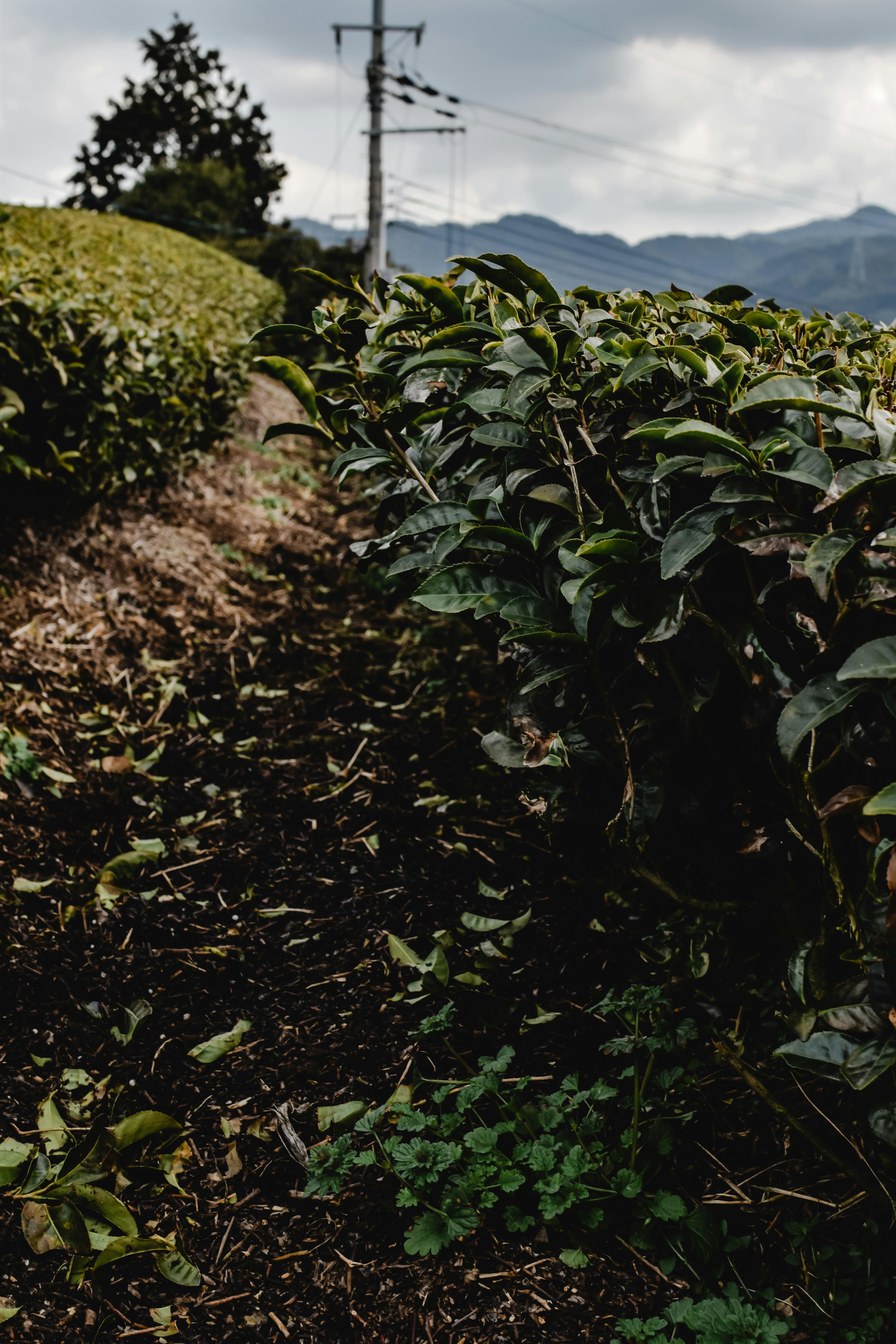 300+ Best Filed Photos · 100% Free Download · Pexels Stock Photos