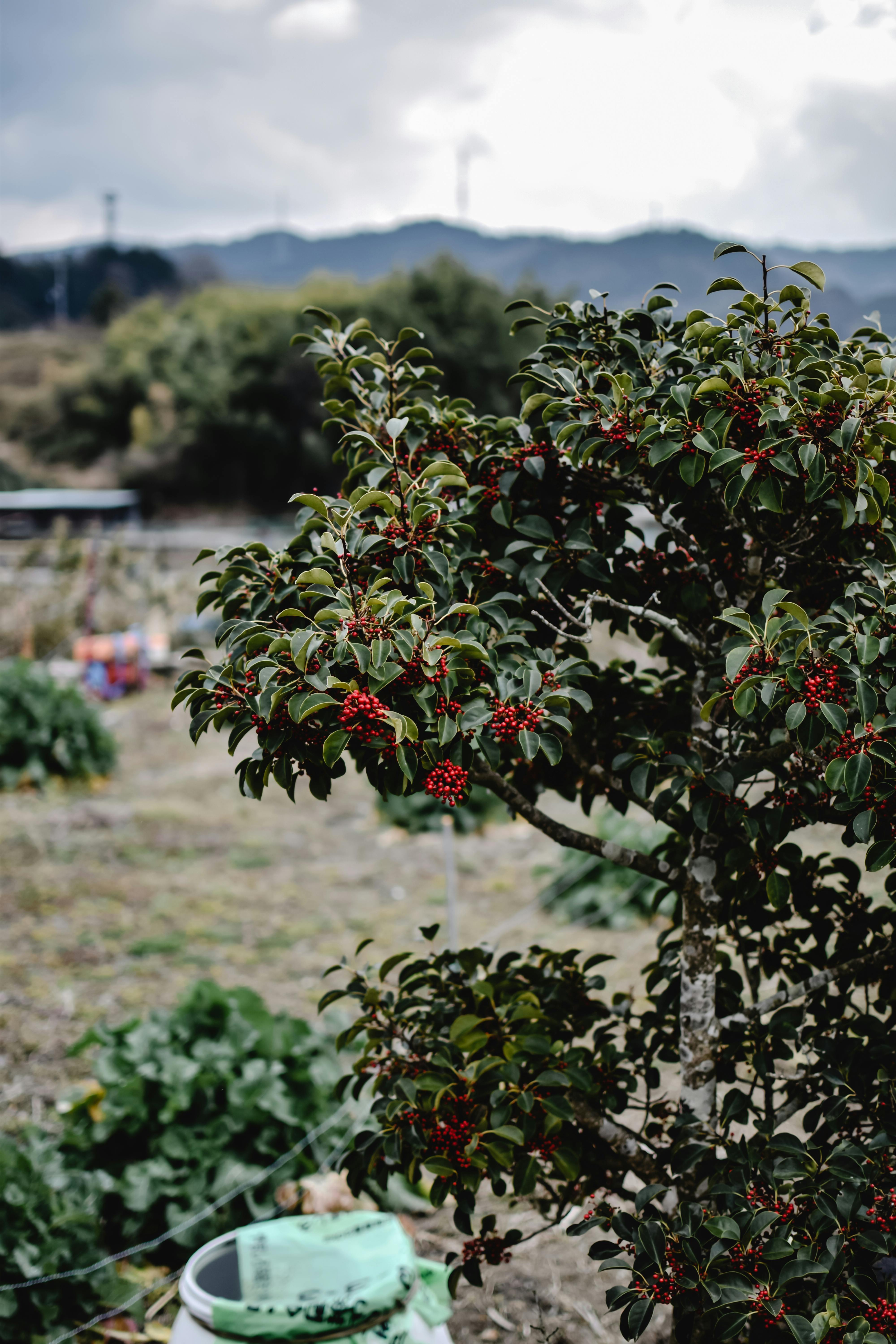 Red Berries With Green Leaves · Free Stock Photo